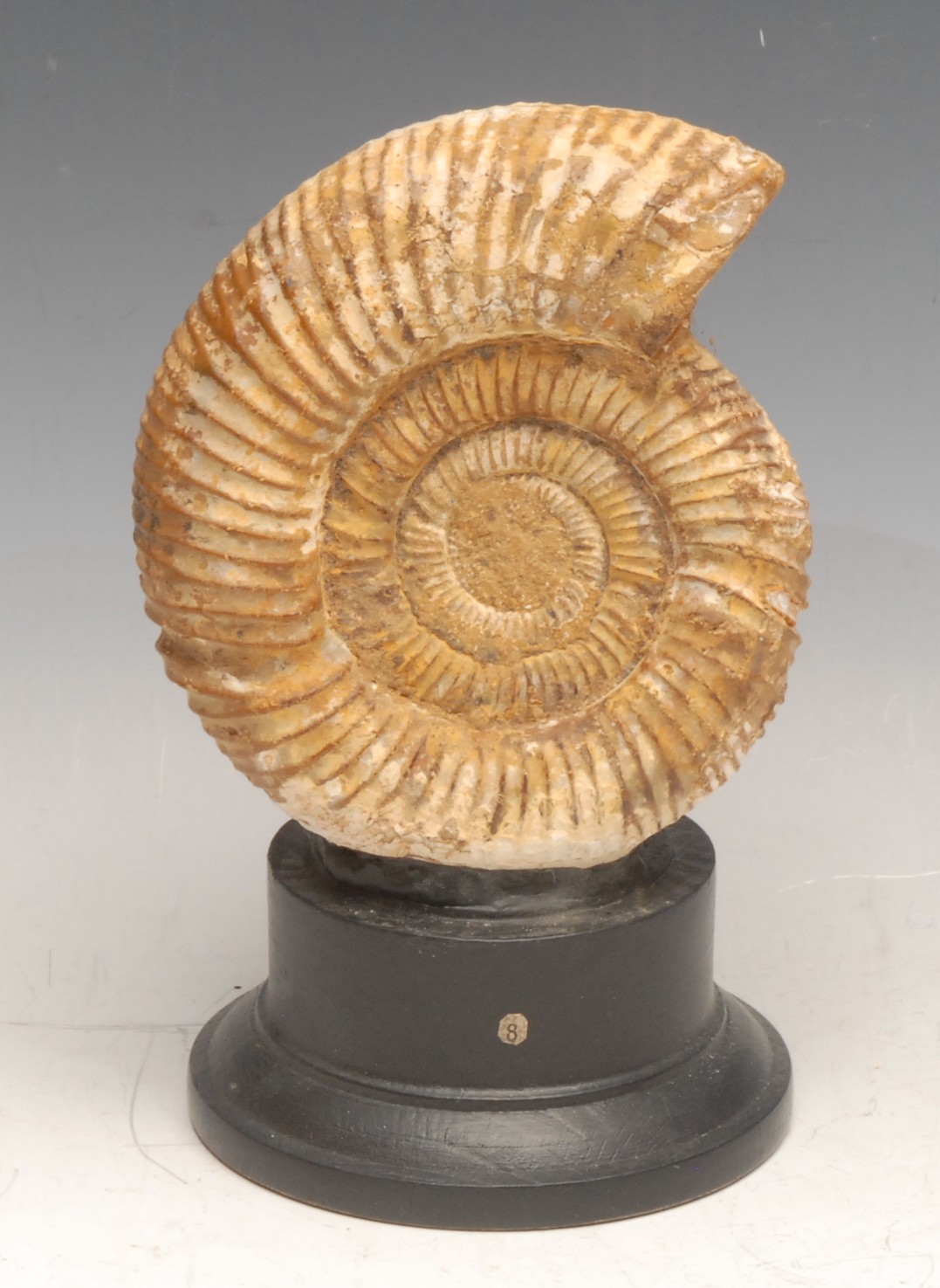 Natural History - Palaeontology - an ammonite fossil, mounted for ...