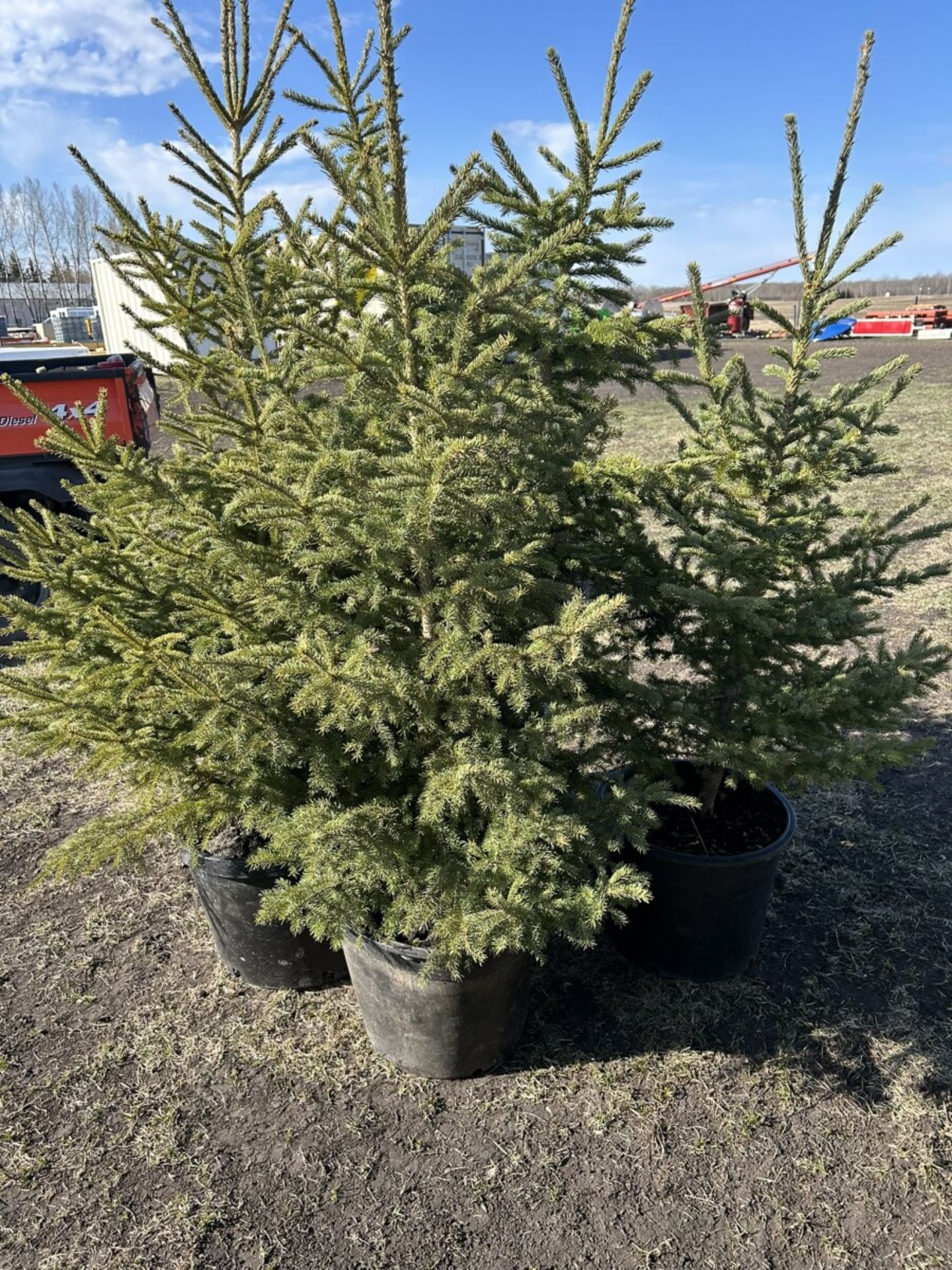 3 TO 4FT POTTED SPRUCE TREES (TIMES THE MONEY X 5)