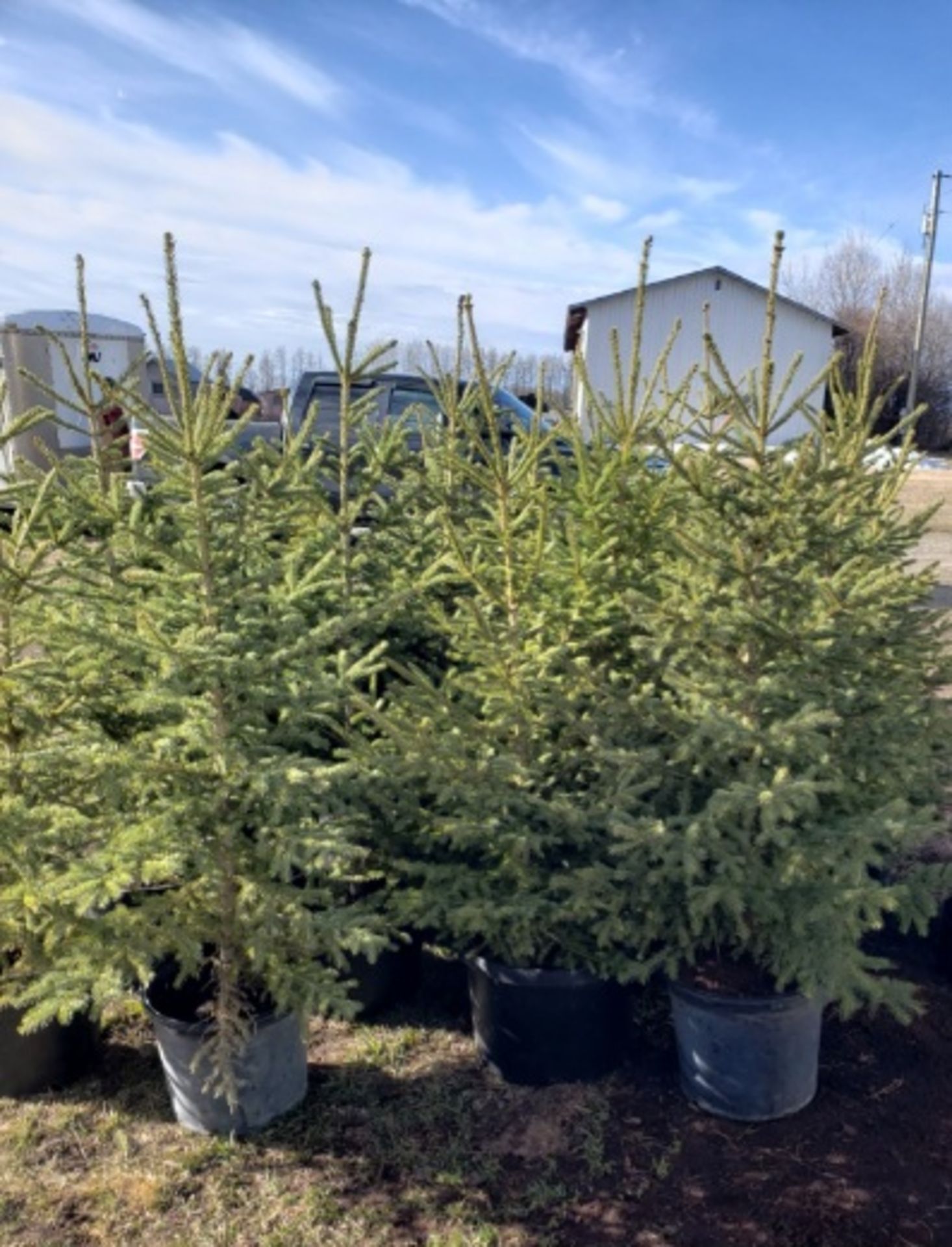 3 TO 4FT POTTED SPRUCE TREES (TIMES THE MONEY X 5)