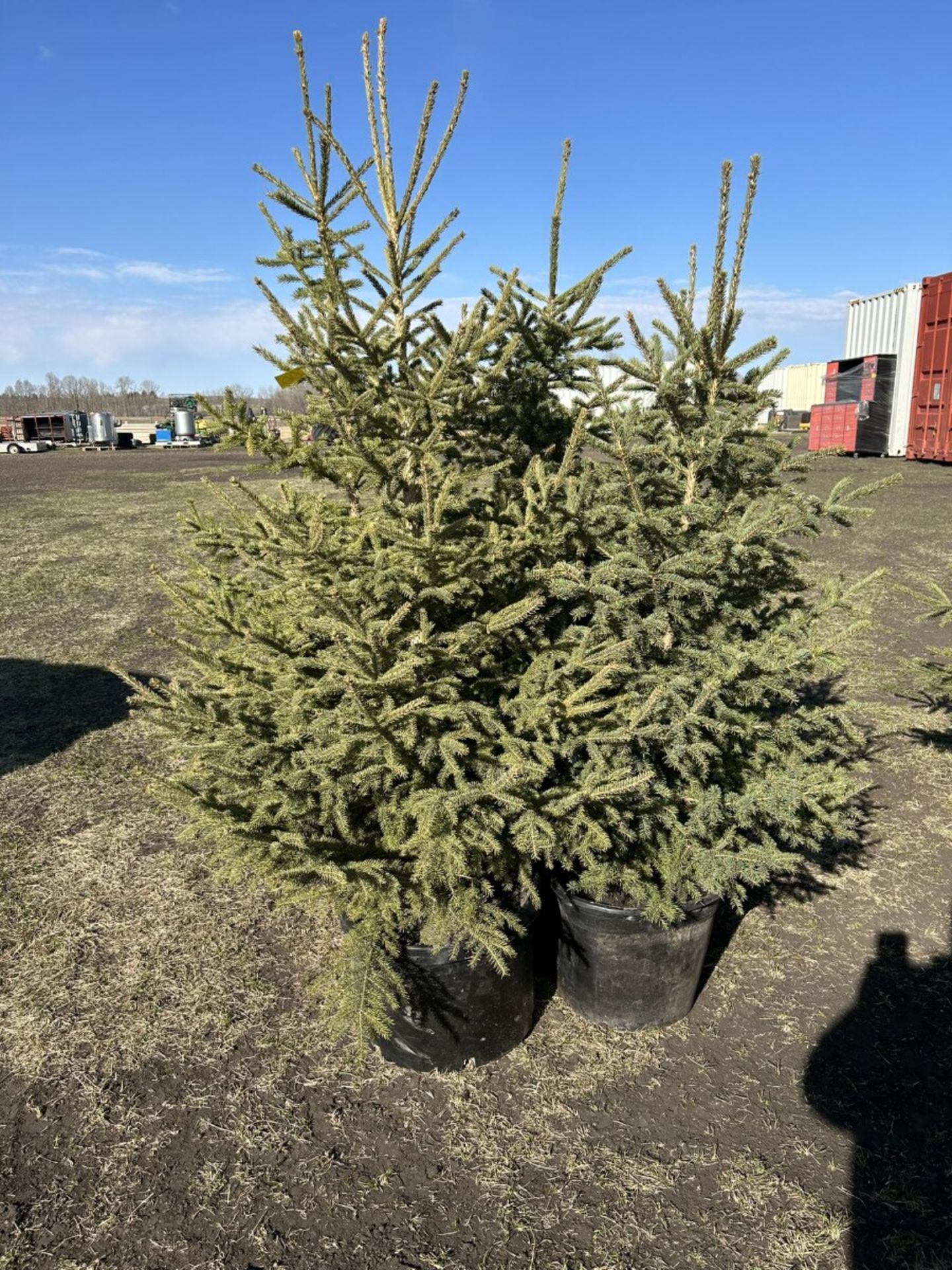 3 TO 4FT POTTED SPRUCE TREES (TIMES THE MONEY X 5)