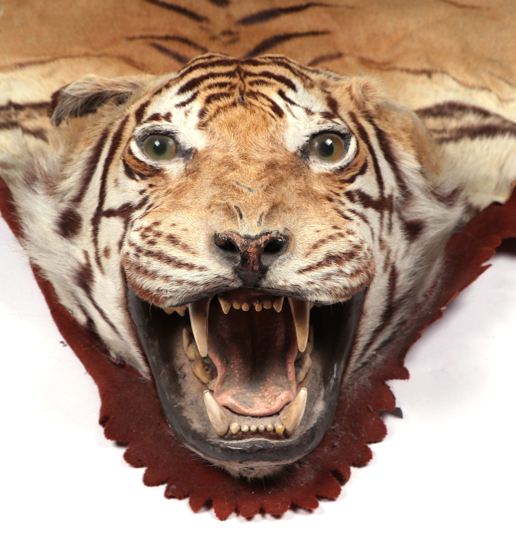 An early 20th century full tiger skin rug with head and claws, felt ...