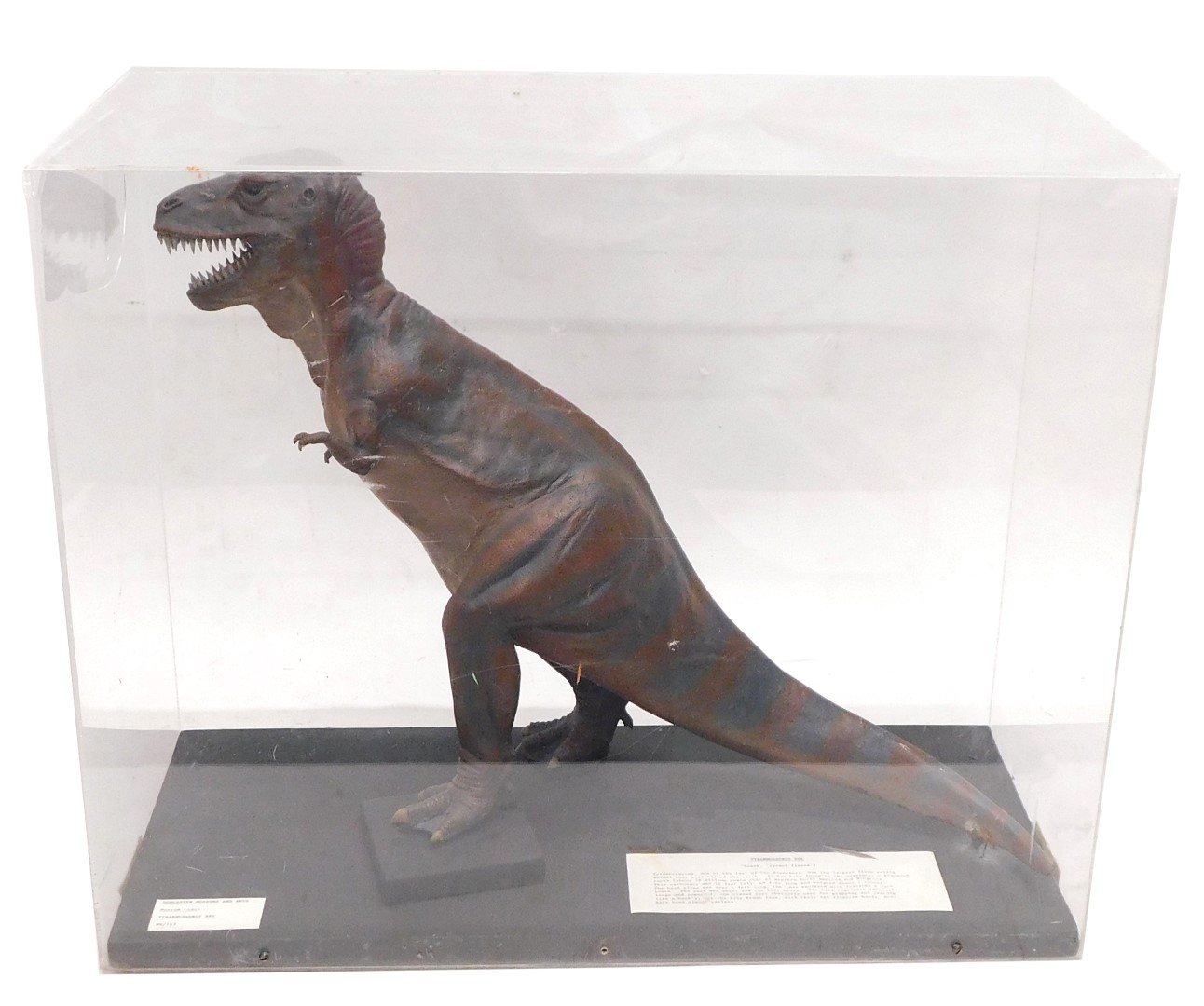 A museum model of a Tyrannosaurus Rex, in Perspex case, 63cm wide.