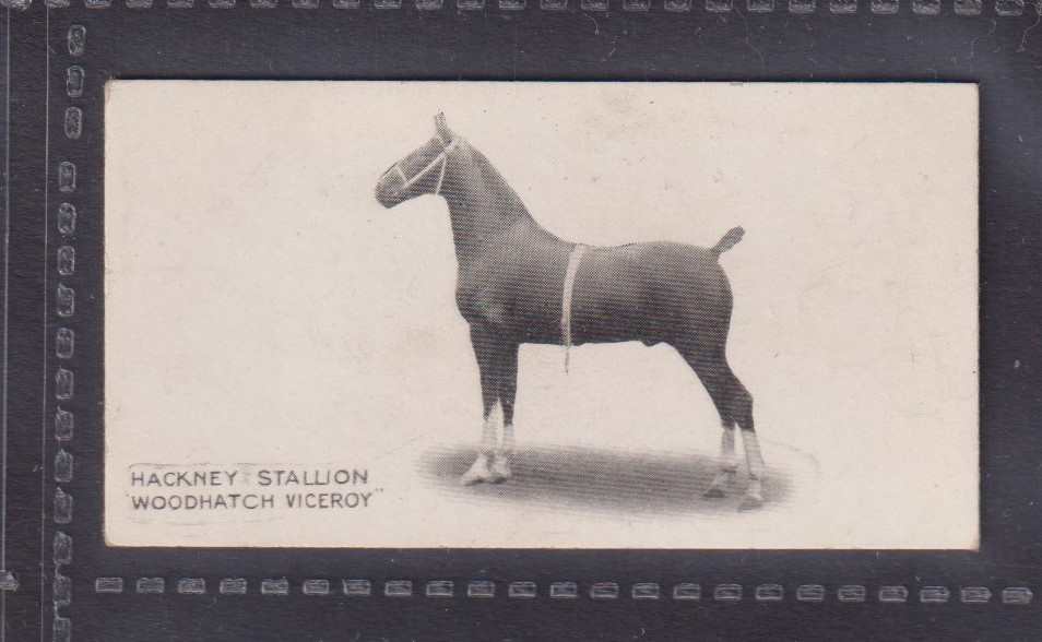 Cigarette card, Taddy, Famous Horses & Cattle, type card, no 41 ...