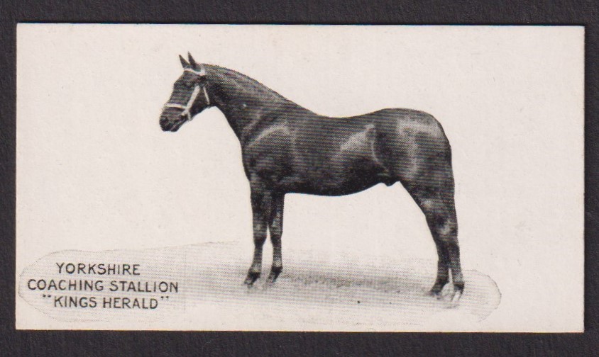Cigarette card, Taddy, Famous Horses & Cattle, type card, no 10 ...