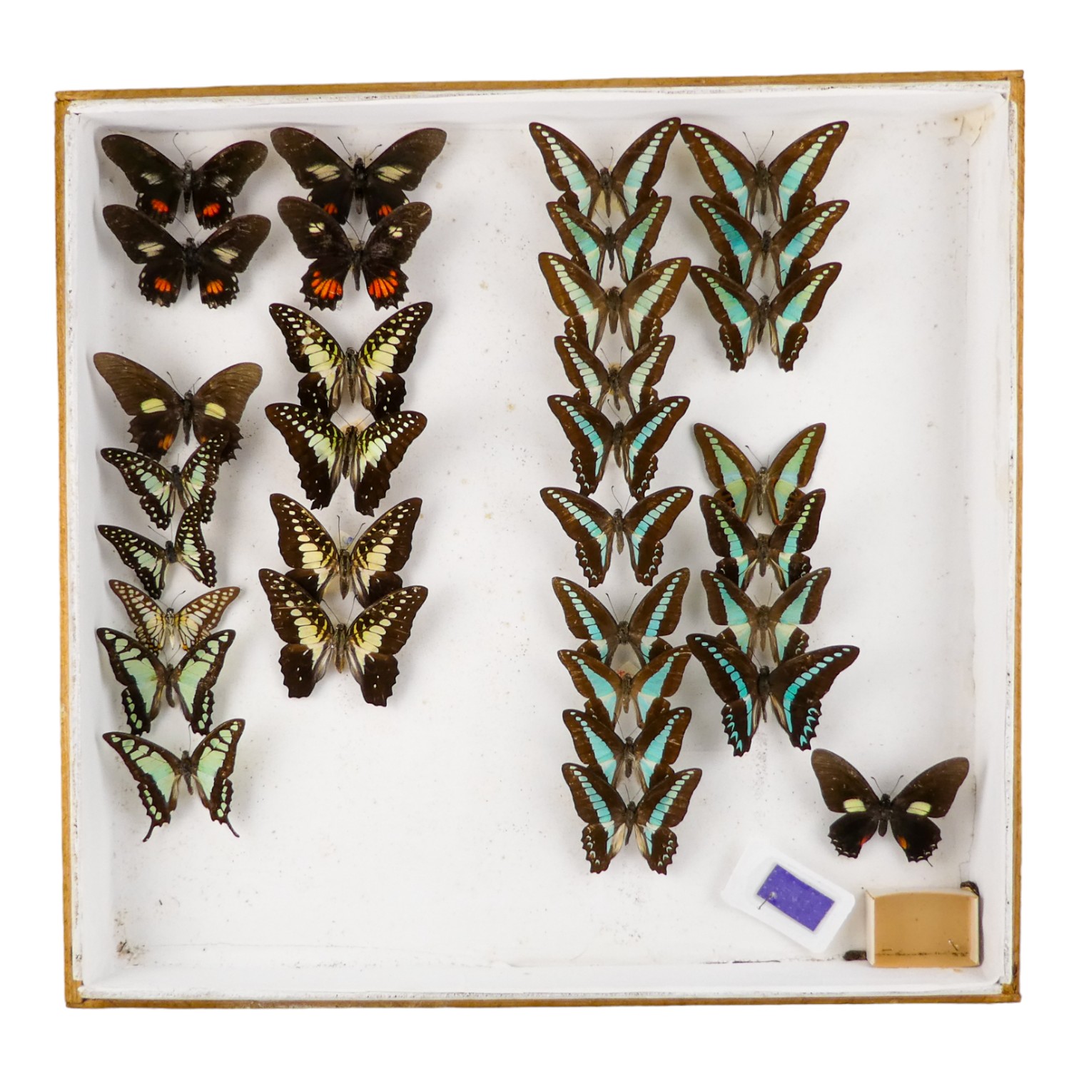 A case of butterflies in four rows - including Common Jay, Sesostris ...
