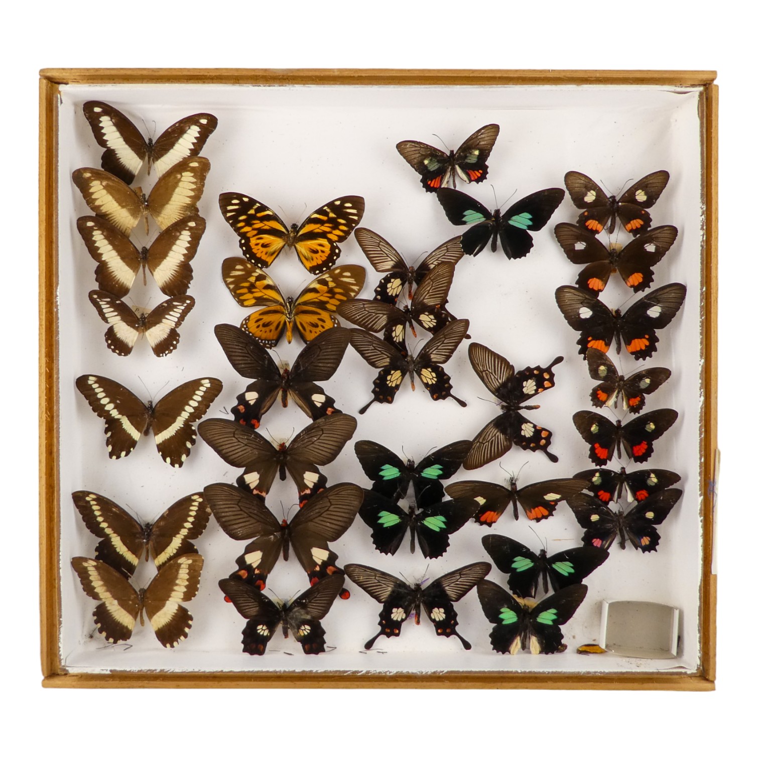 A case of butterflies in four rows - including Giant Tiger, Variable ...