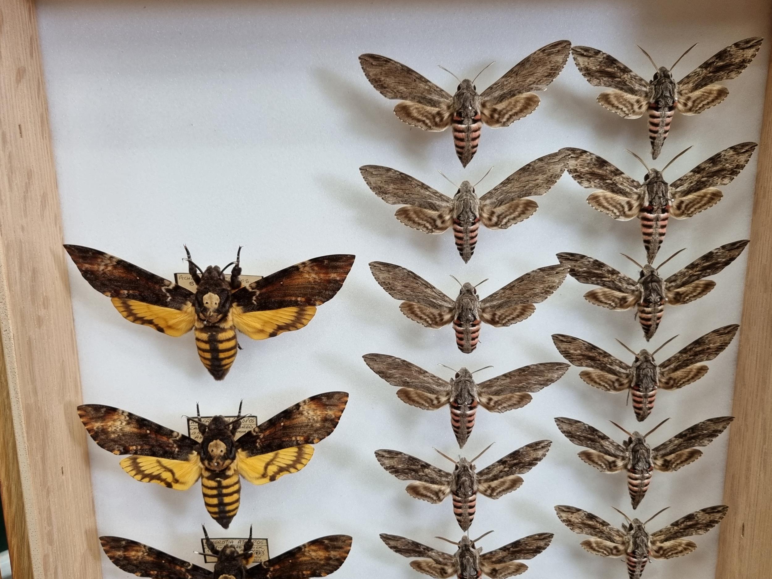 Lepidoptery; Two folding Lepidopterist's Cabinets containing a finely ...