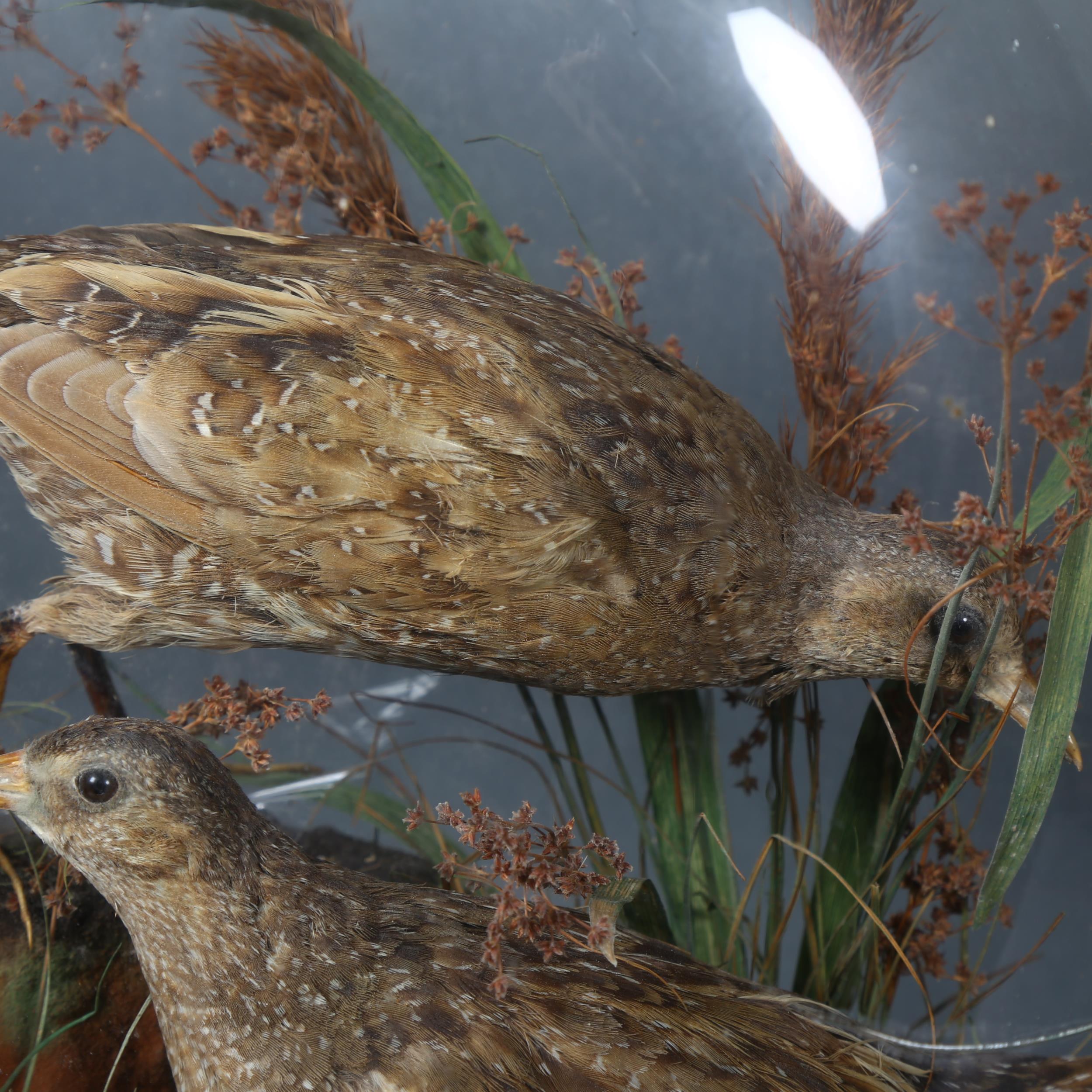Taxidermy - a pair of Victorian Quail, on faux rock naturalistic ...