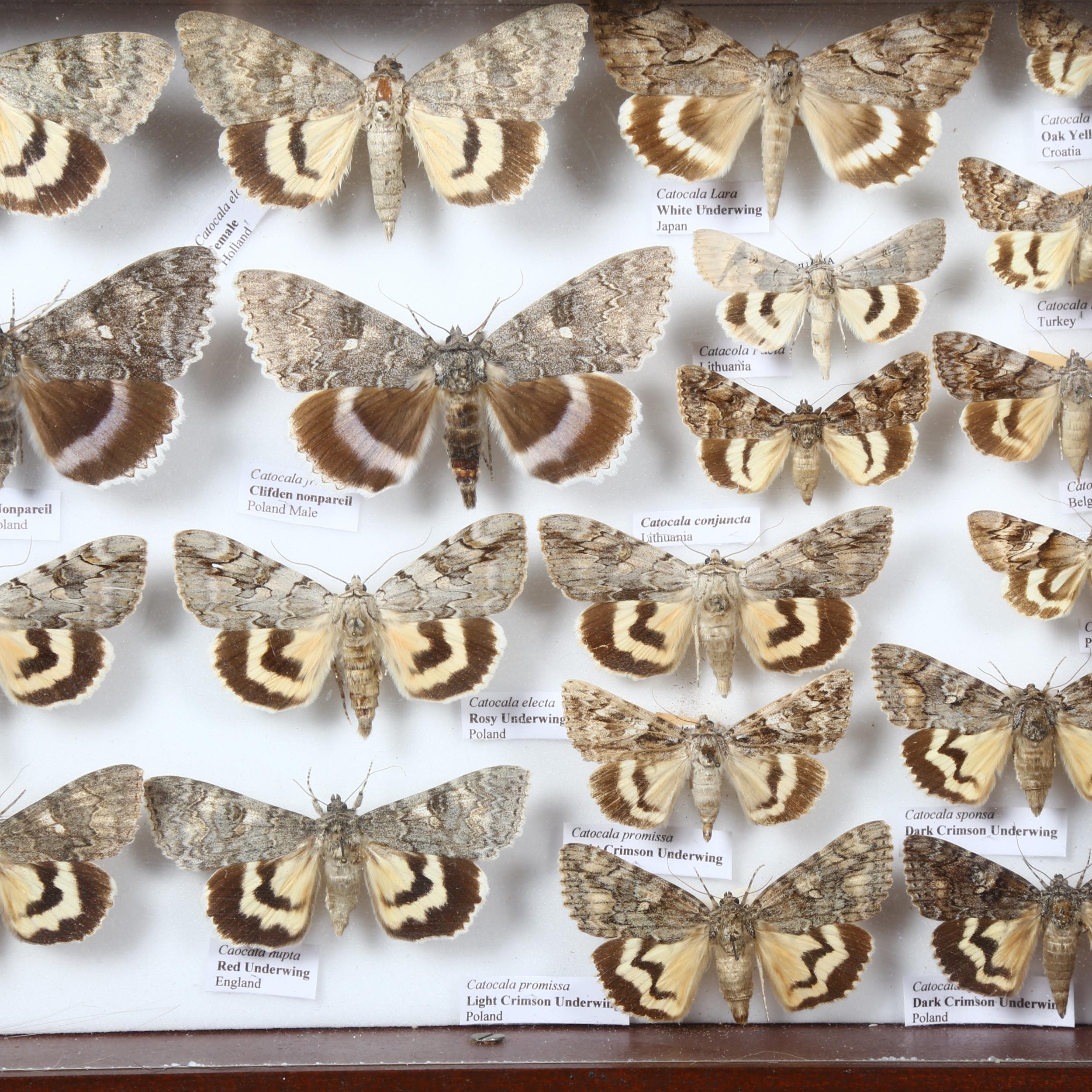 Entomology - a collection of Catocala, Under-wing Moths, from the ...