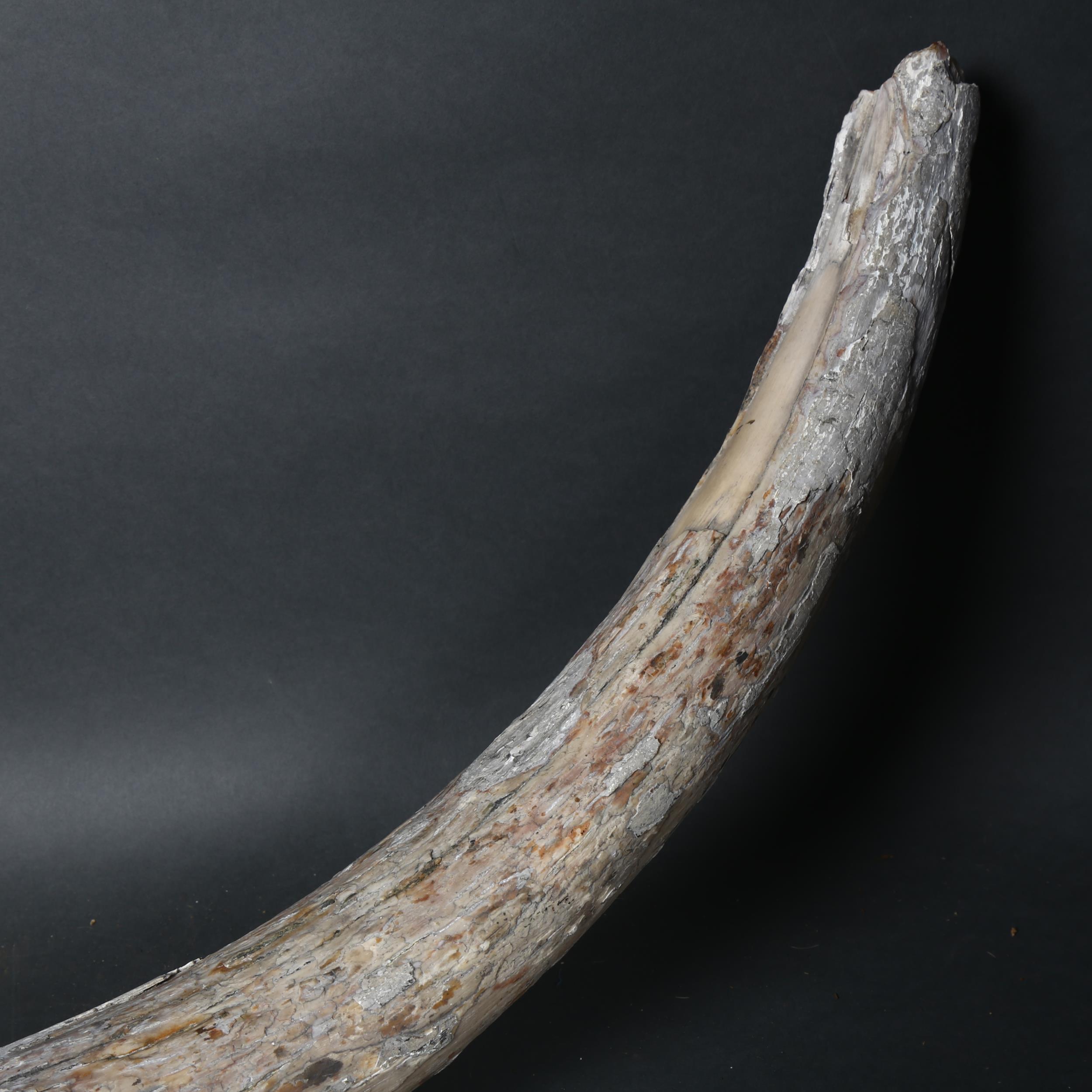 Taxidermy - A fossilised Mammoth tusk, (Mammuthus primigenus ...