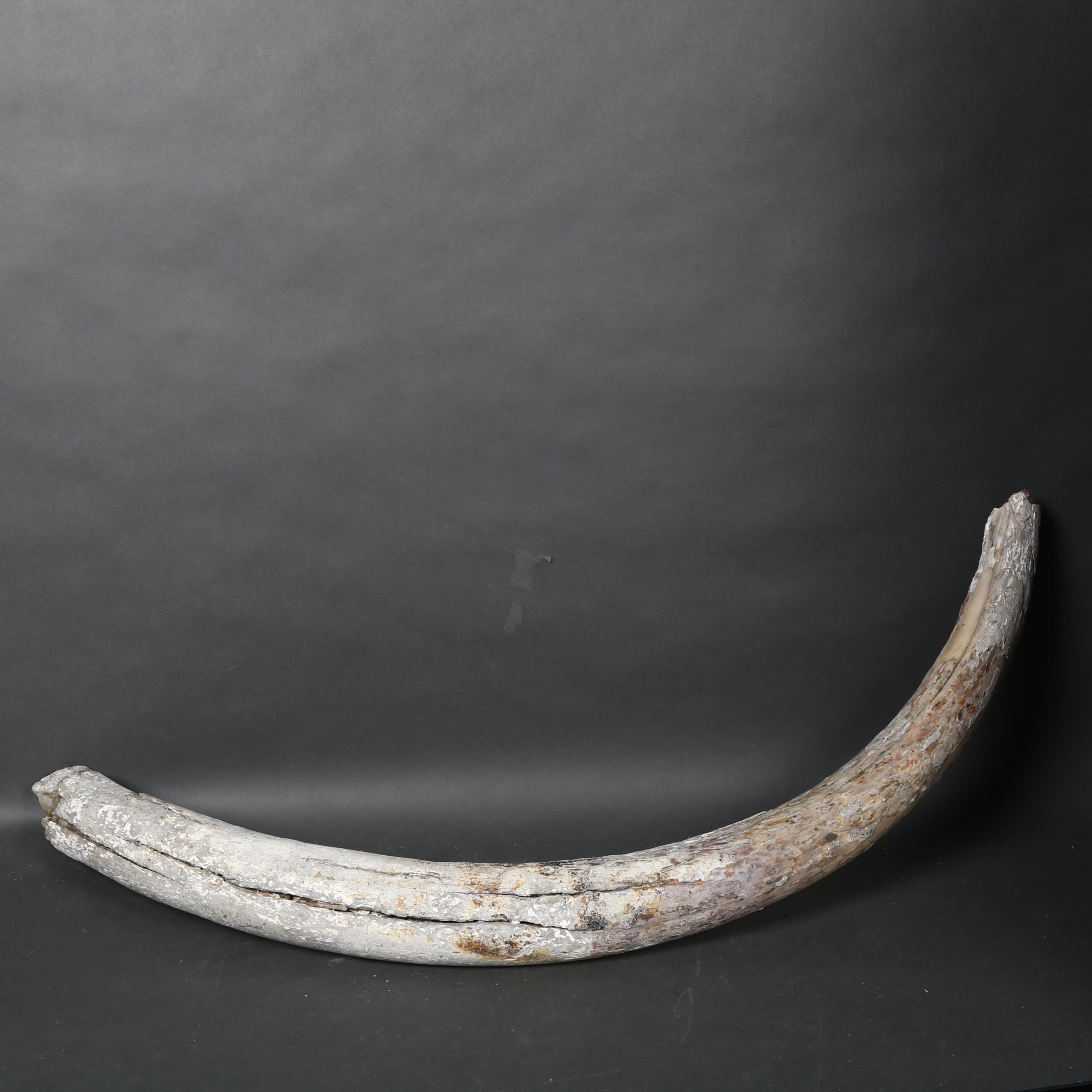 Taxidermy - A fossilised Mammoth tusk, (Mammuthus primigenus ...