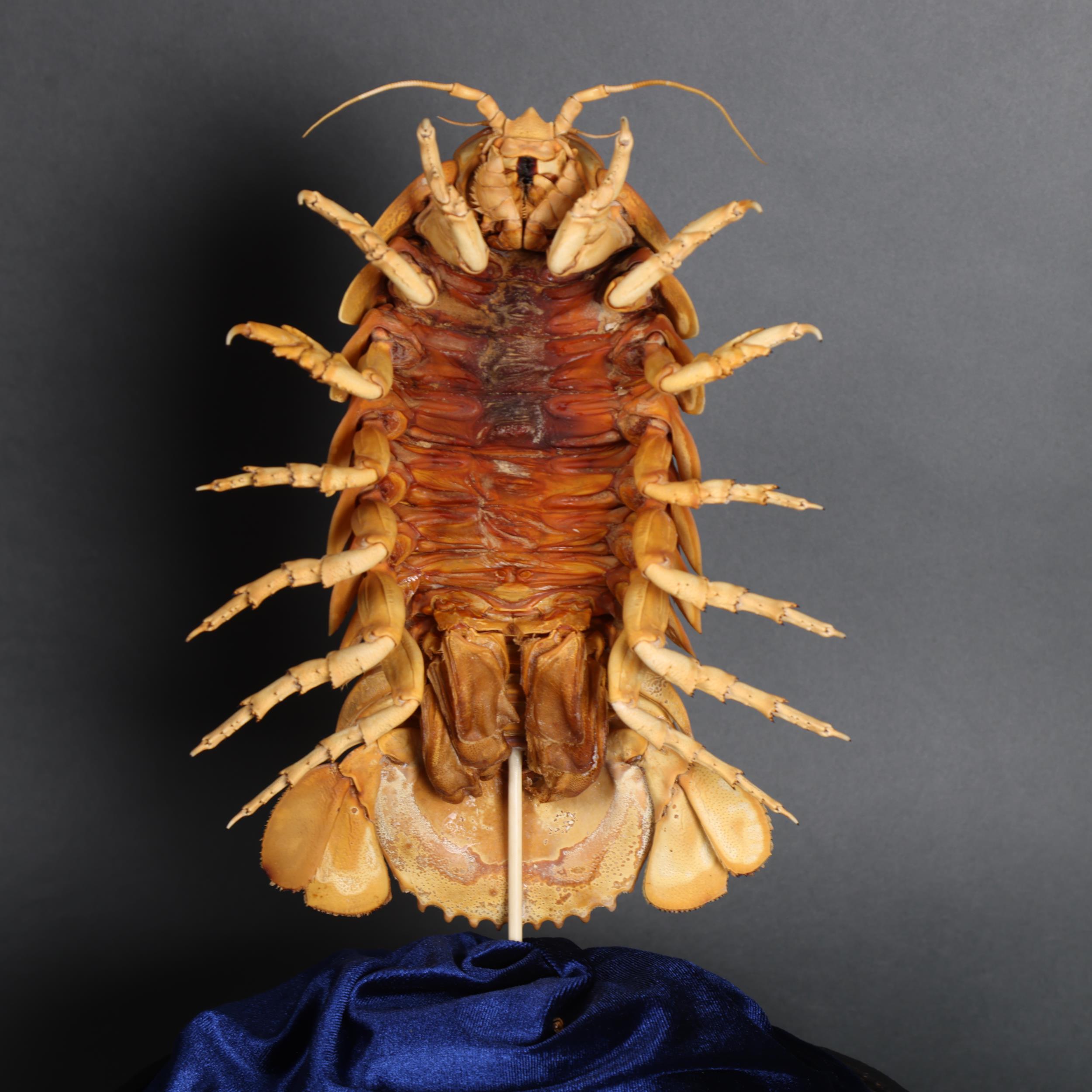 Taxidermy: Giant Deep Sea Isopod in glass dome. Considered to be the ...