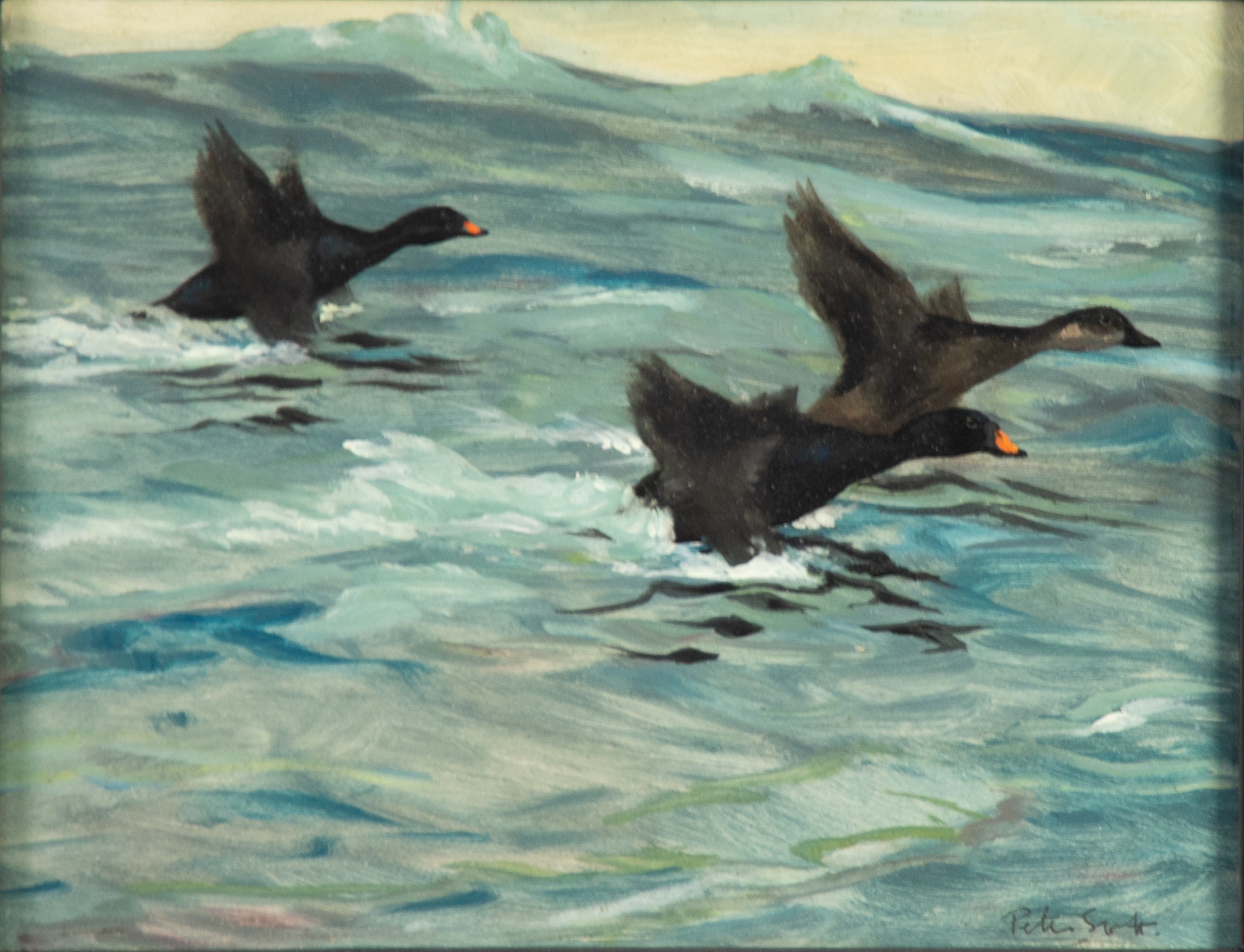 PETER MARKHAM SCOTT (1909-1989) OIL ON BOARD Three scoter sea ducks ...