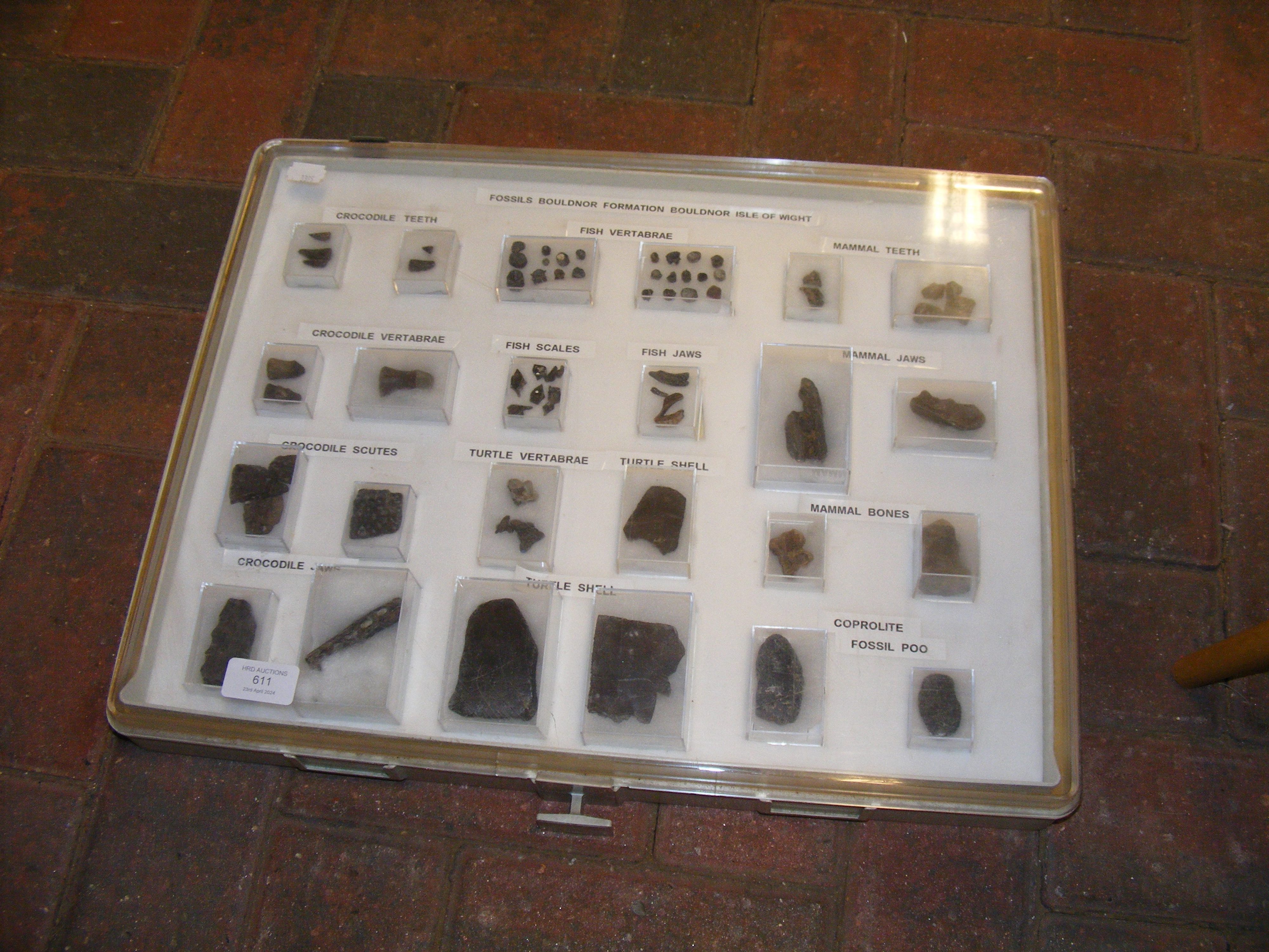 Fossils found at Bouldnor, Isle of Wight, including crocodile teeth and ...