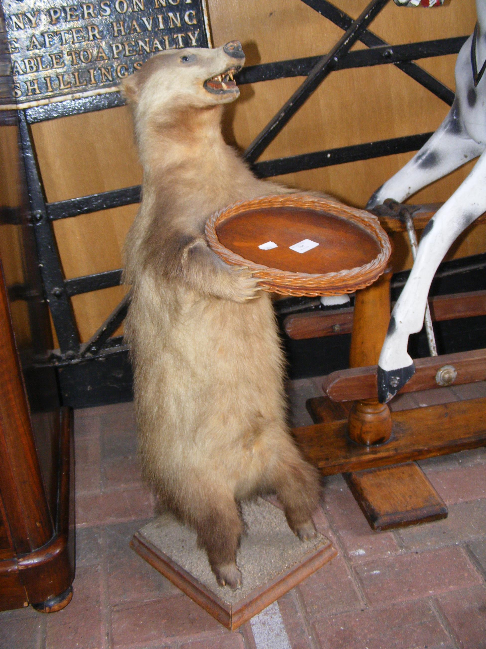 An antique taxidermy badger holding tray - 84cm high