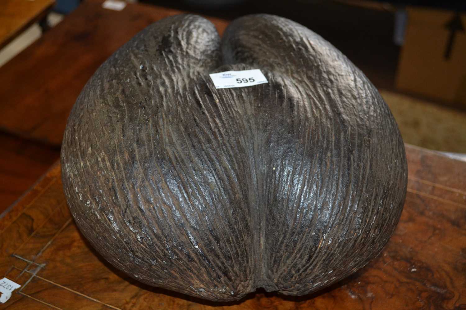 A Coco de Mer in its natural unpolished state, approx 28cm long