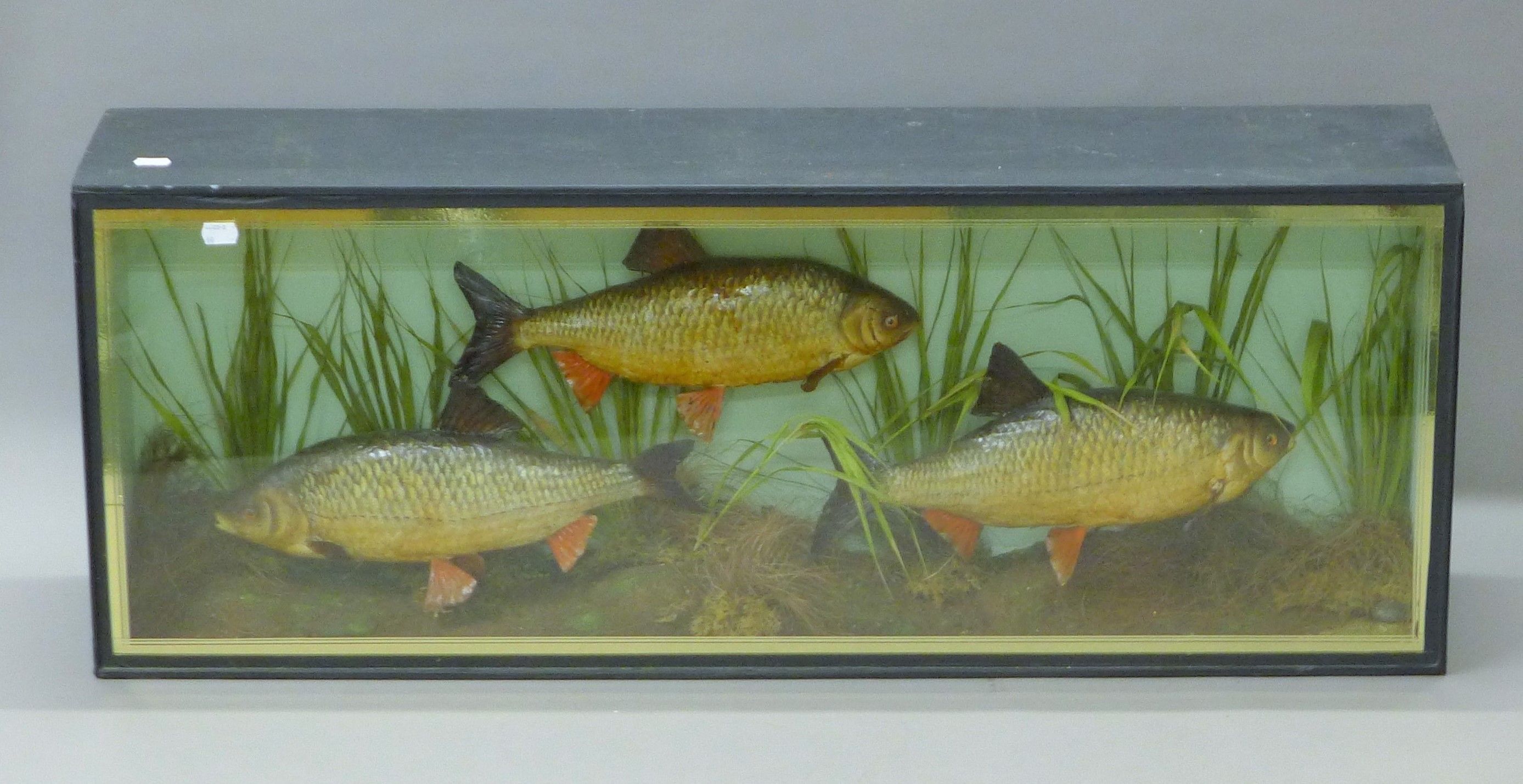 A taxidermy specimen of three preserved fish by Spicer, mounted in a ...