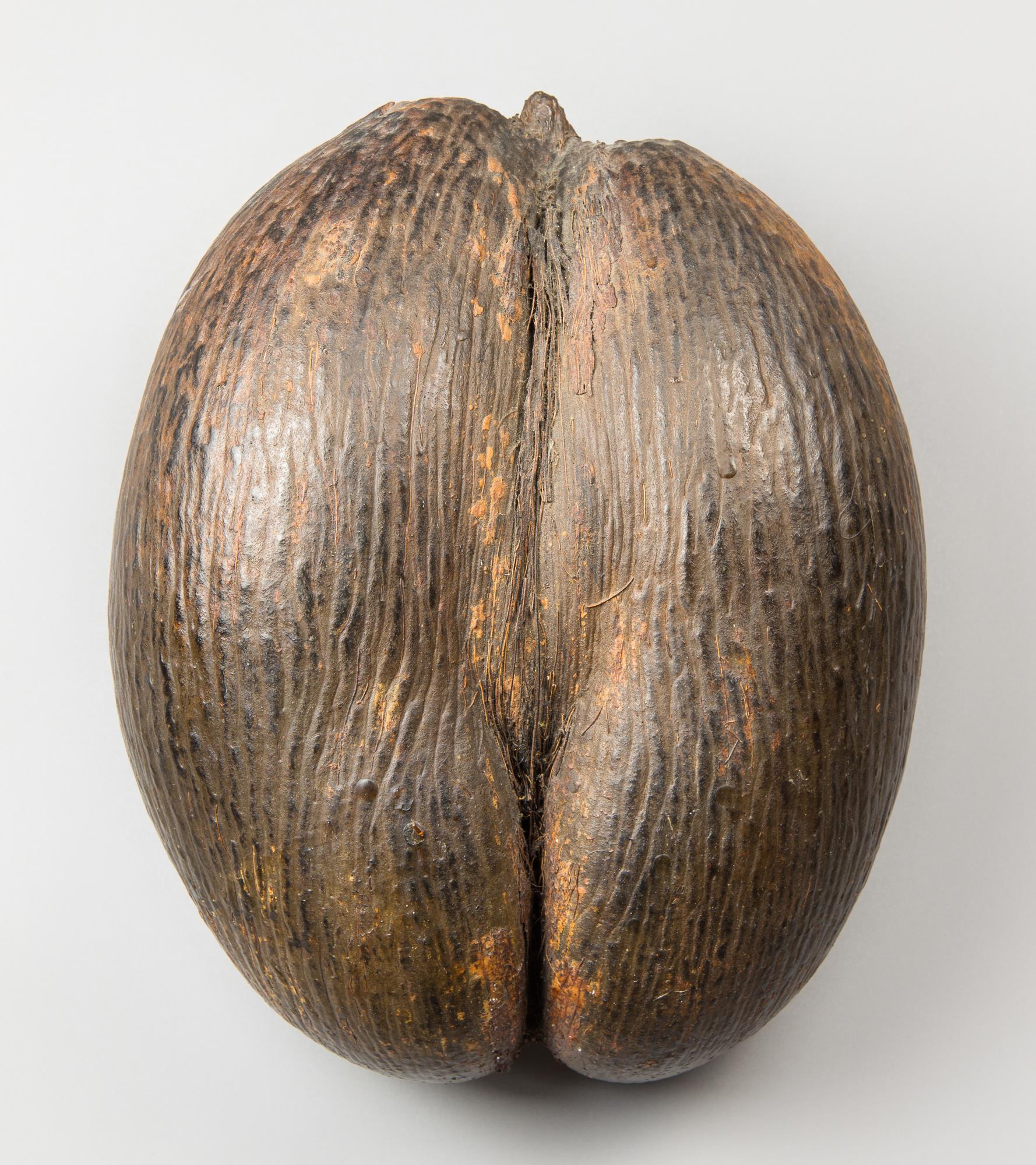 A LARGE COCO DE MER NUT (LODOICEA MALDIVICA).A complete Coco de Mer nut ...