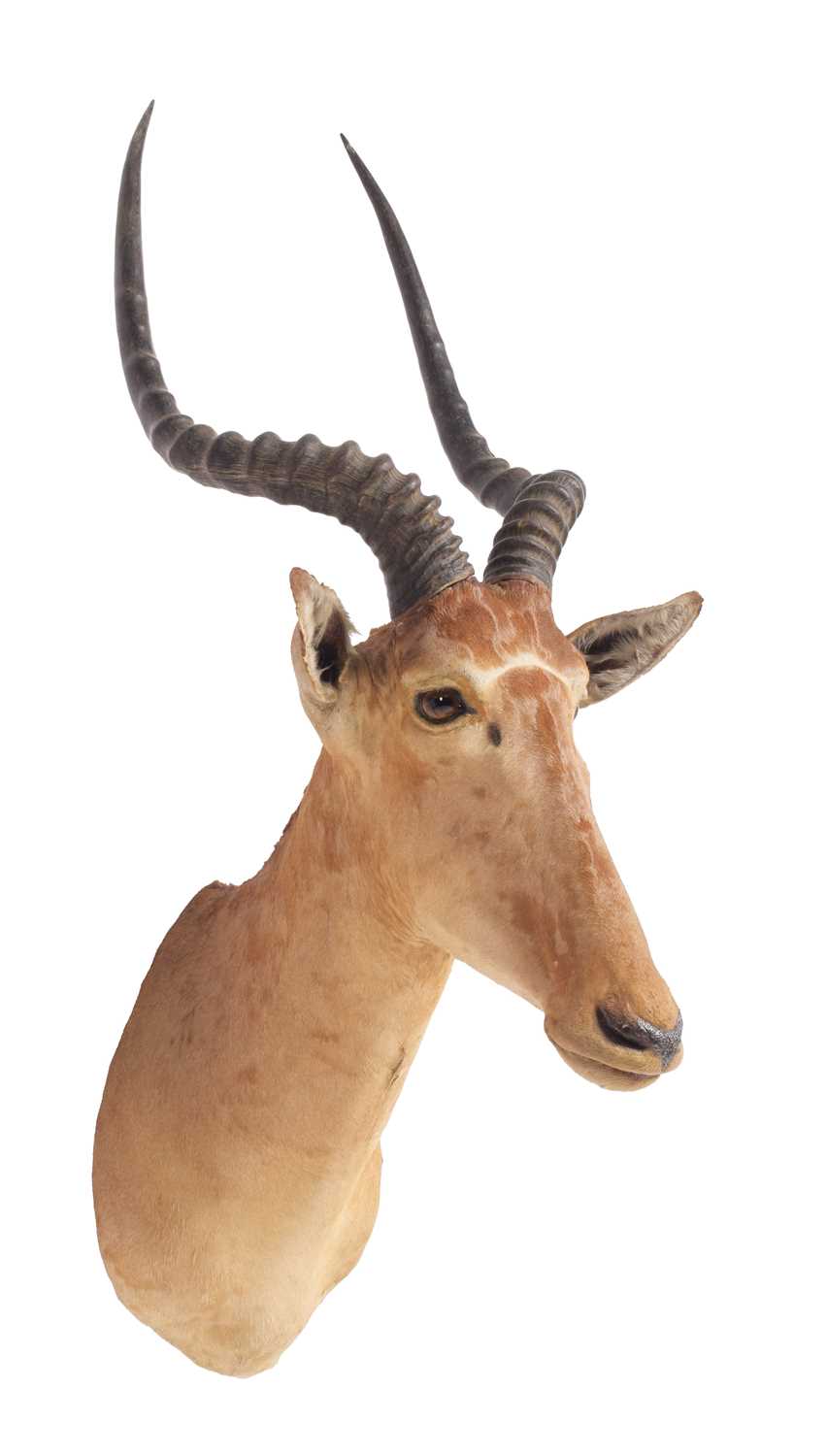 Taxidermy: A Very Rare Hirola or Hunter's Hartebeest (Beatragus hunteri ...