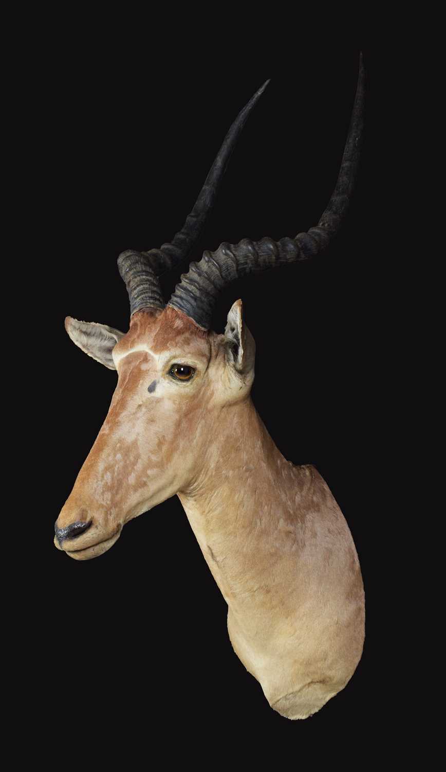 Taxidermy: A Very Rare Hirola or Hunter's Hartebeest (Beatragus hunteri ...