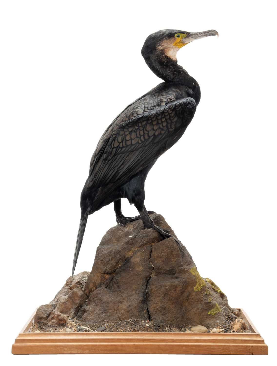 Taxidermy: Cormorant (Phalacrocorax carbo), modern, by Robert Ellis ...