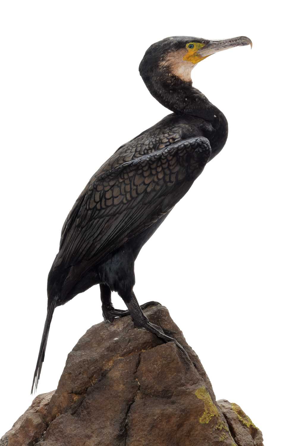 Taxidermy: Cormorant (Phalacrocorax carbo), modern, by Robert Ellis ...