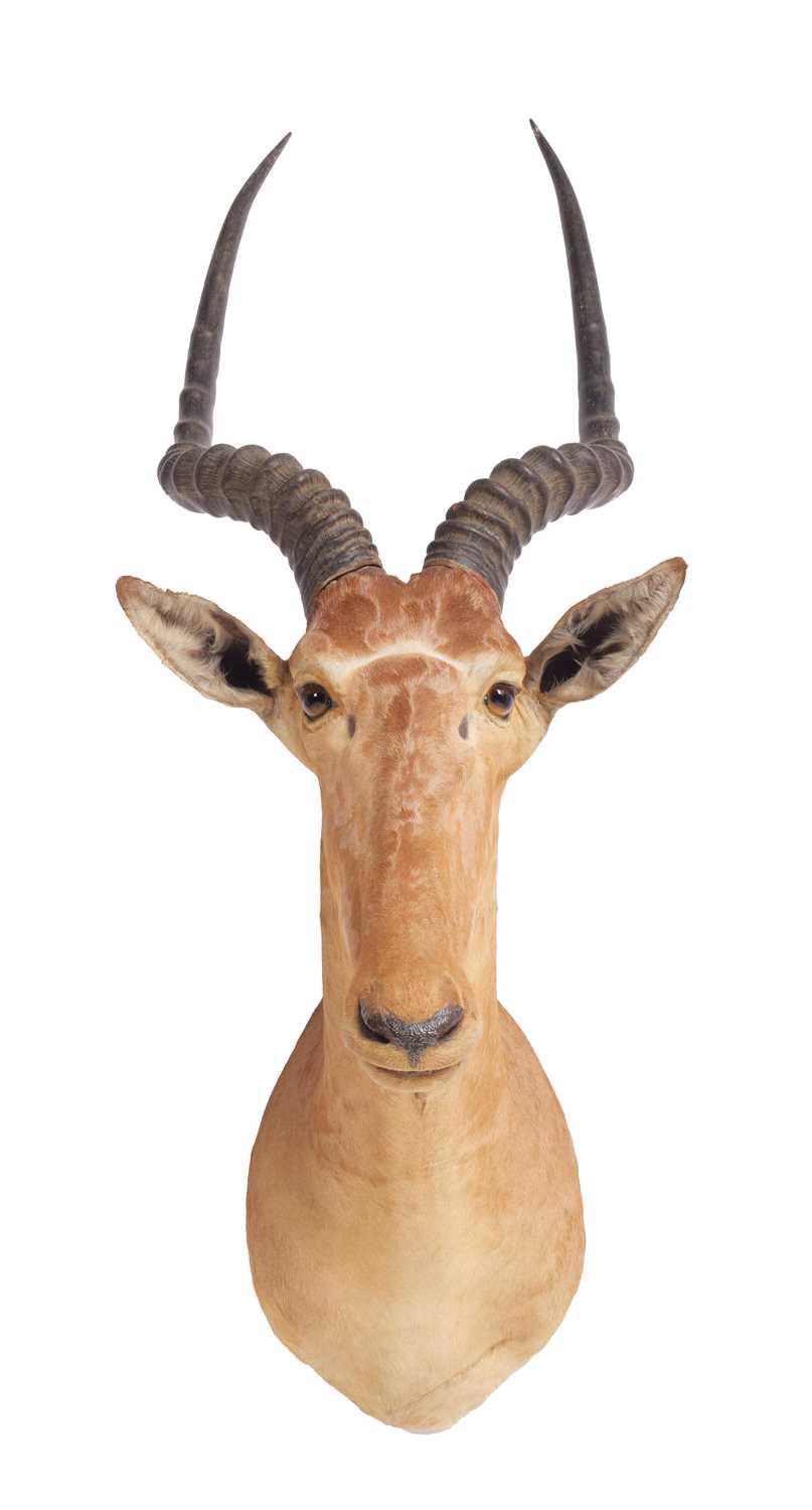 Taxidermy: A Very Rare Hirola or Hunter's Hartebeest (Beatragus hunteri ...
