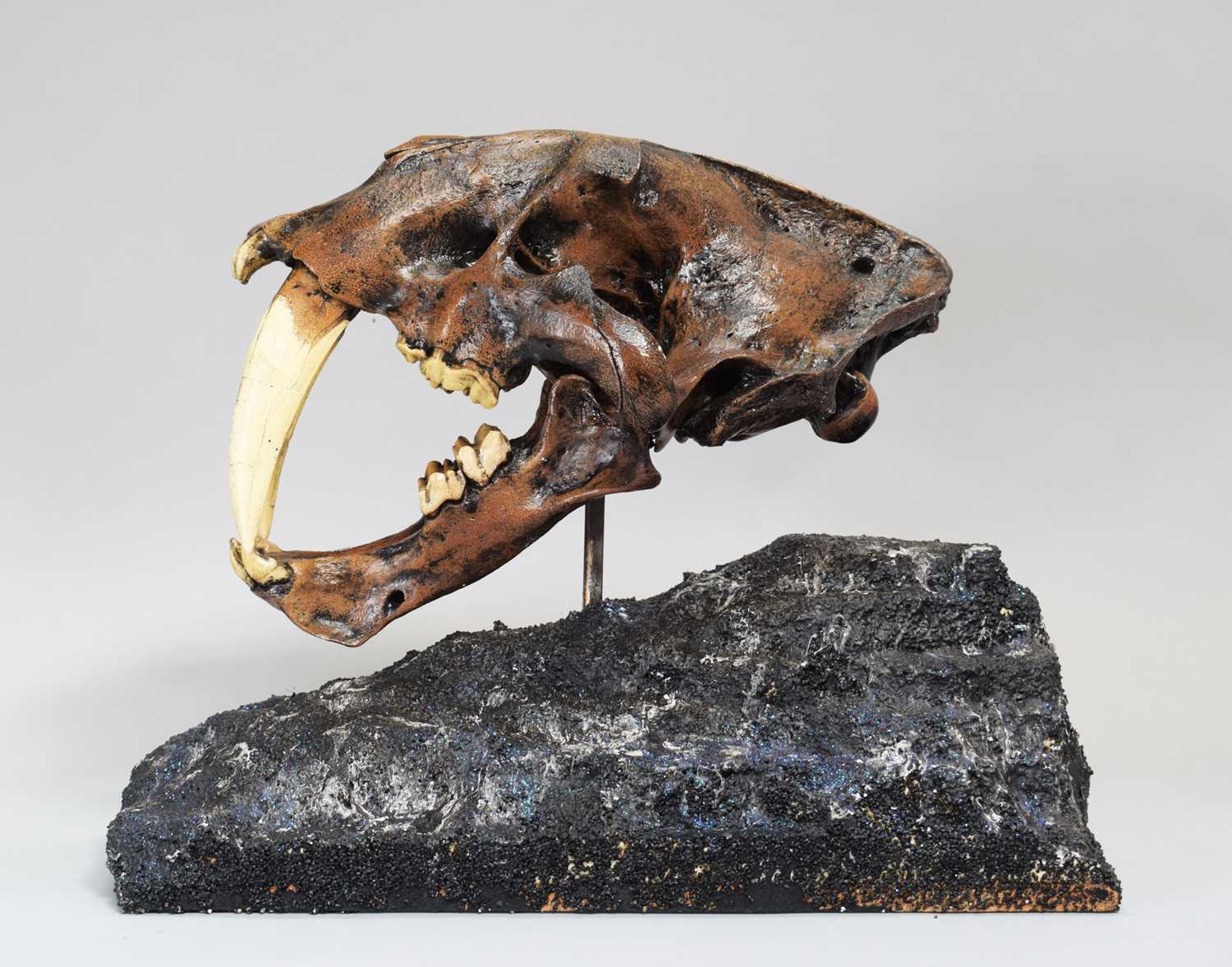 Natural History: A Replica Smilodon Skull (†Smilodon populator), a ...