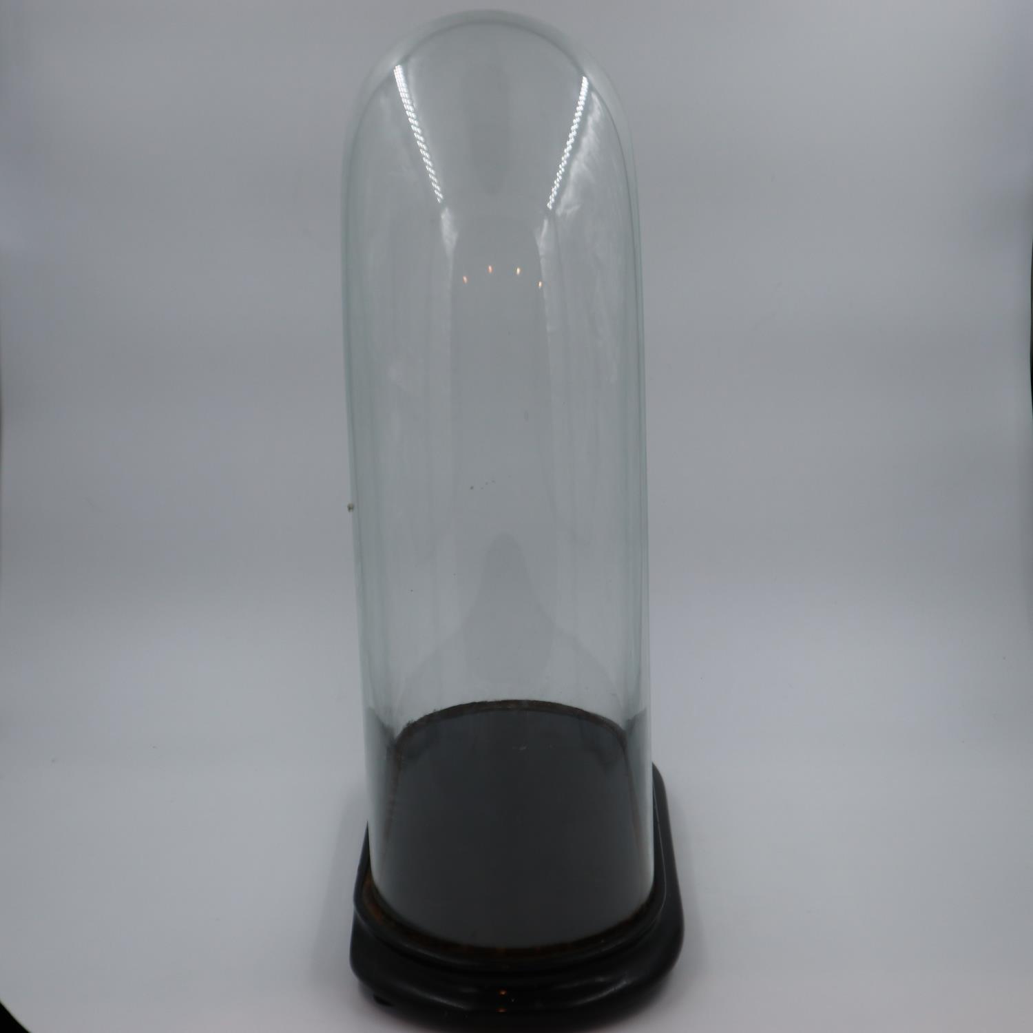 Very large Victorian glass dome and base H: 69 cm, base W: 24 cm. Not ...