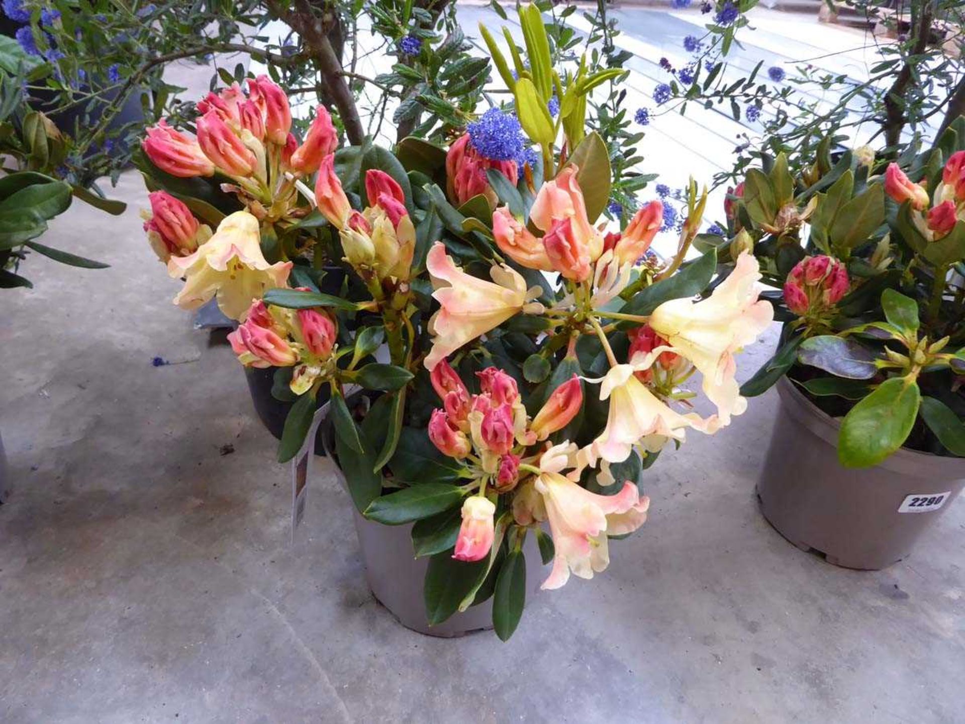 { Choice of lots: 2289 } Potted Nancy Evans yellow flowering rhododendron