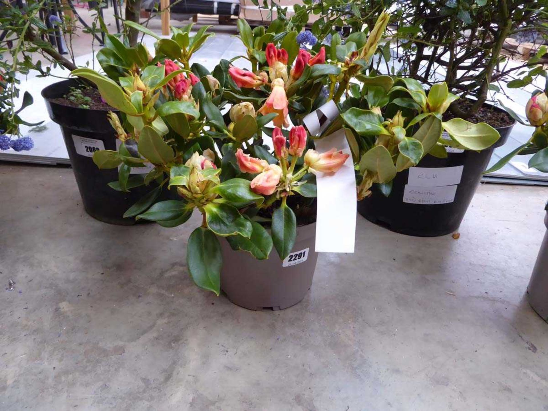 { Choice of lots: 2291, 2292 } Potted Nancy Evans yellow flowering ...