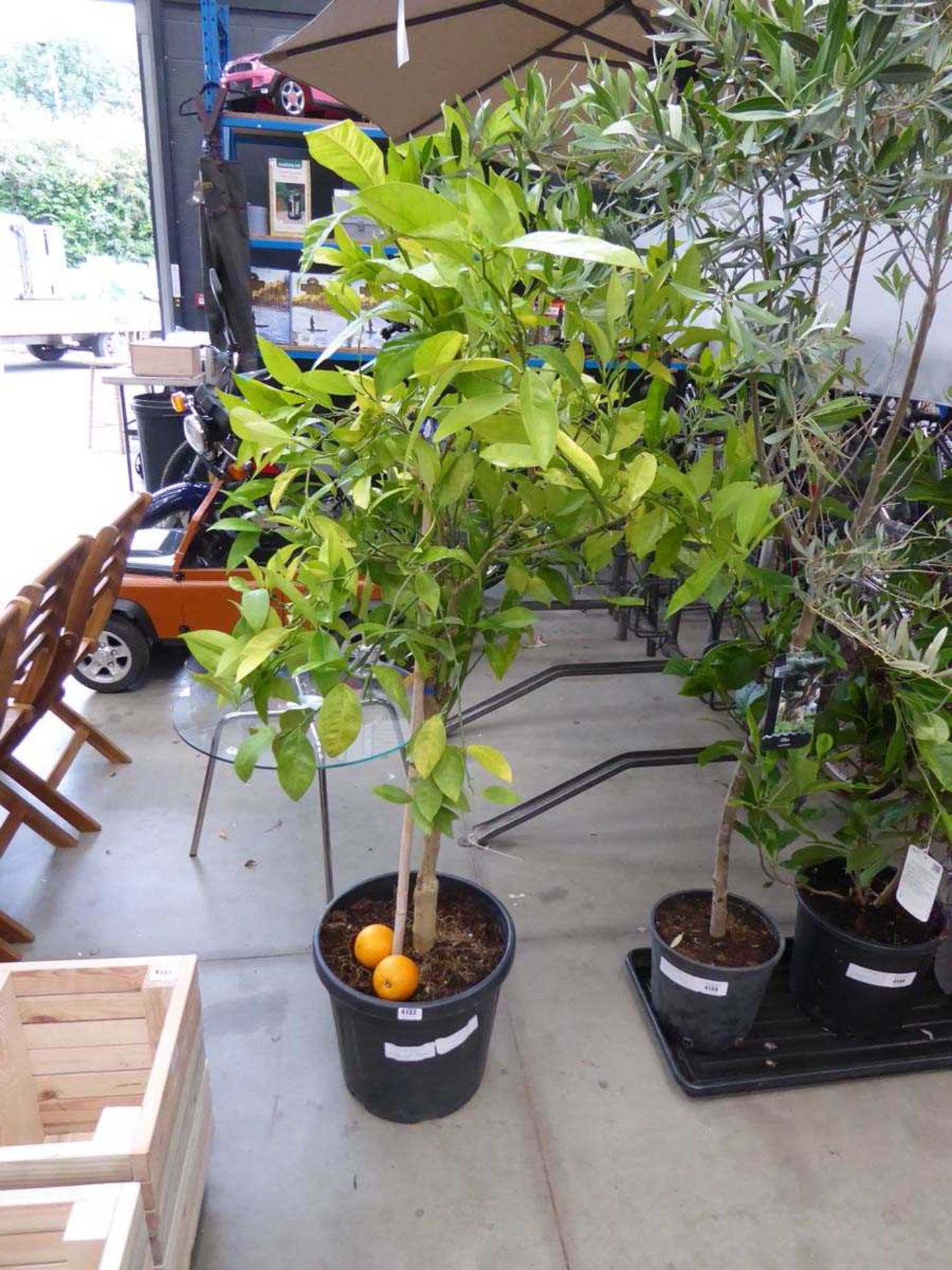 Large Orange tree