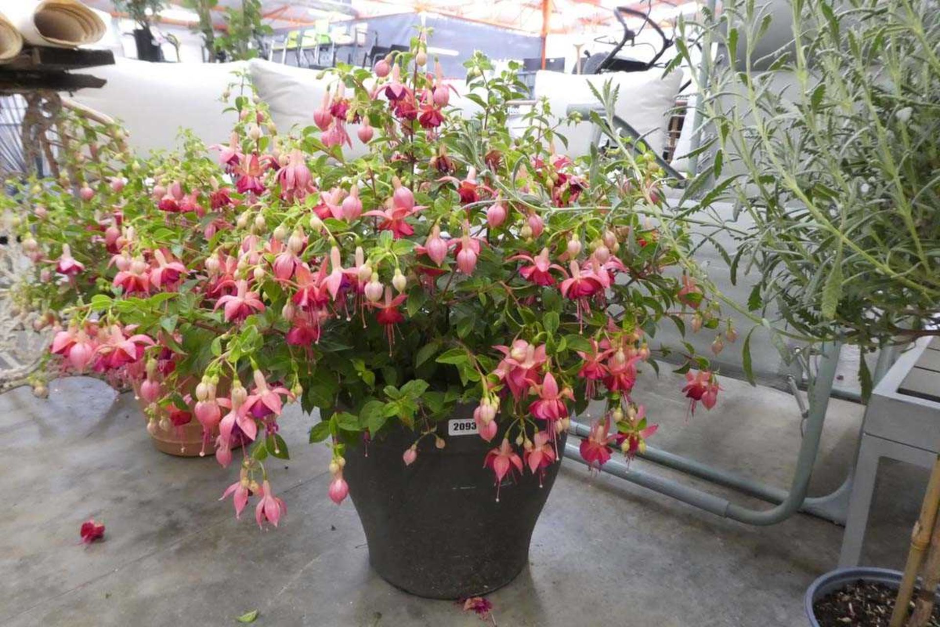 { Choice of lots: 2093, 2094 } Large potted fuchsia planter