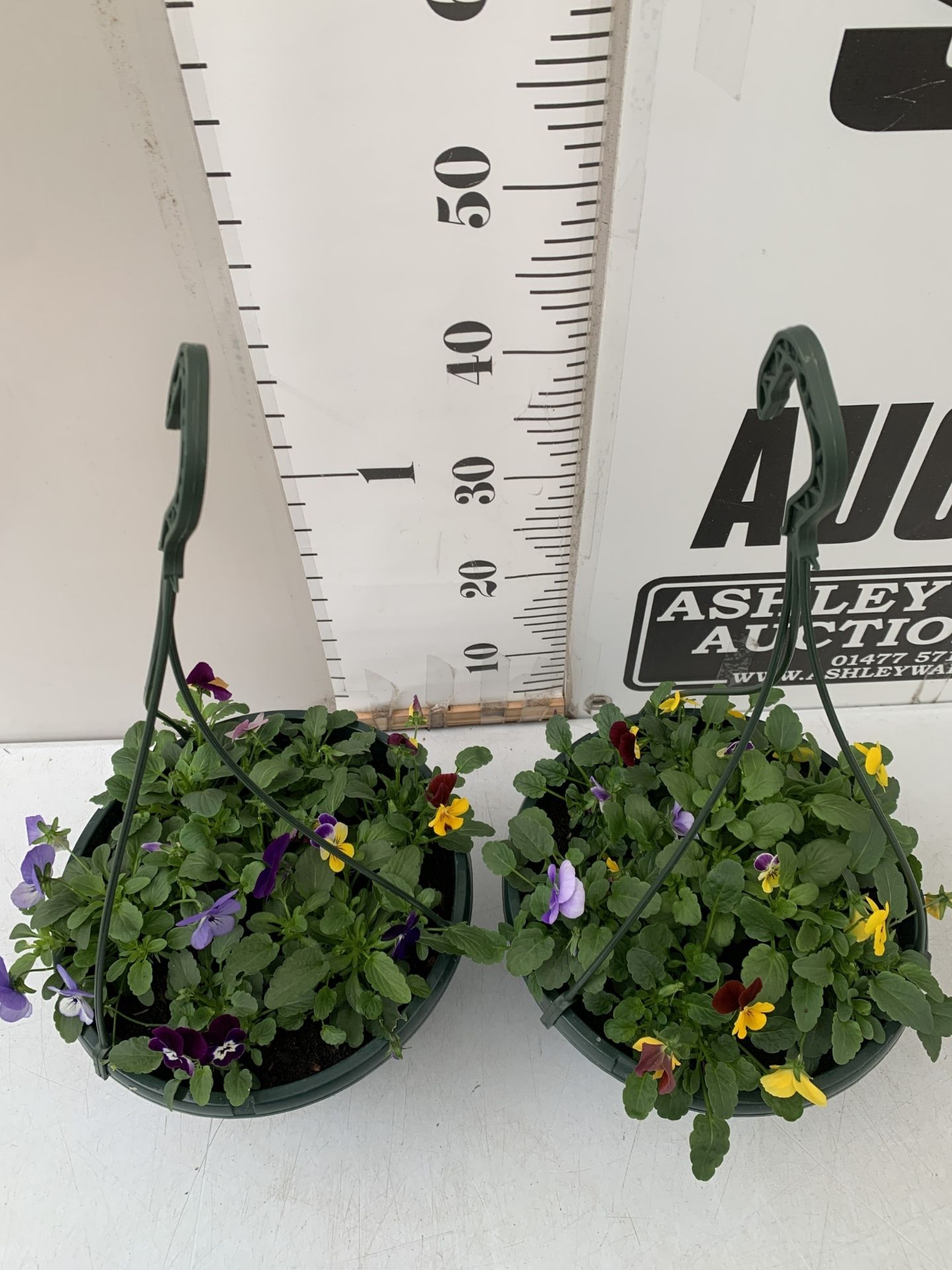 TWO HANGING BASKETS FILLED WITH MIXED COLOUR PANSIES. BASKETS MEASURE ...