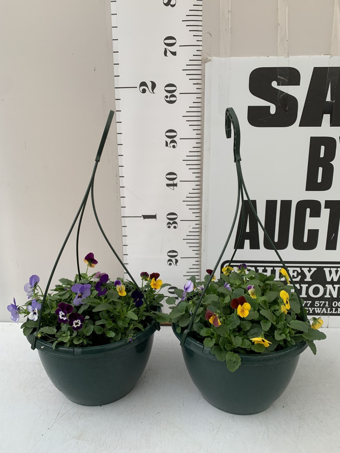 TWO HANGING BASKETS FILLED WITH MIXED COLOUR PANSIES. BASKETS MEASURE ...