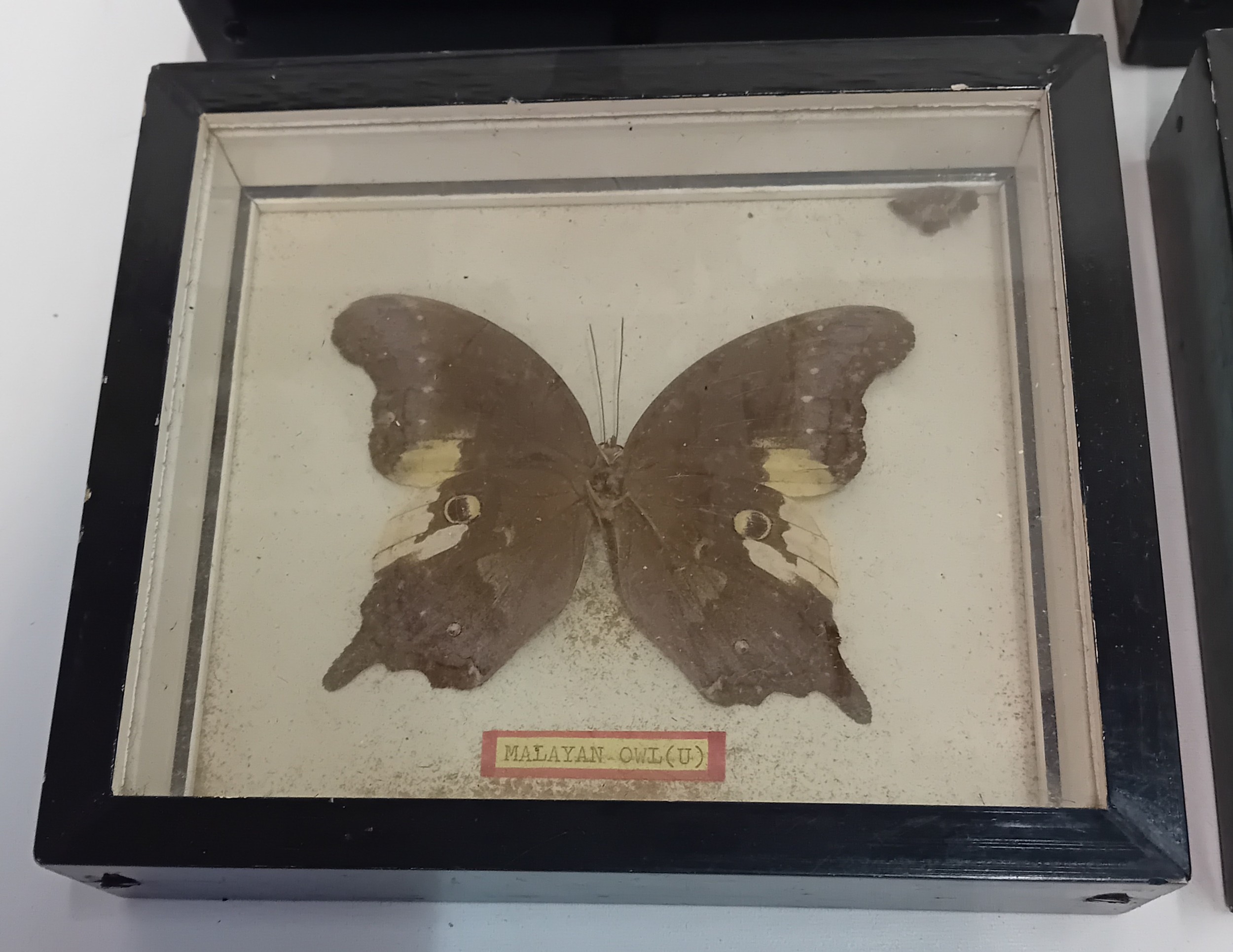 Four Entomology cases displaying single butterfly species