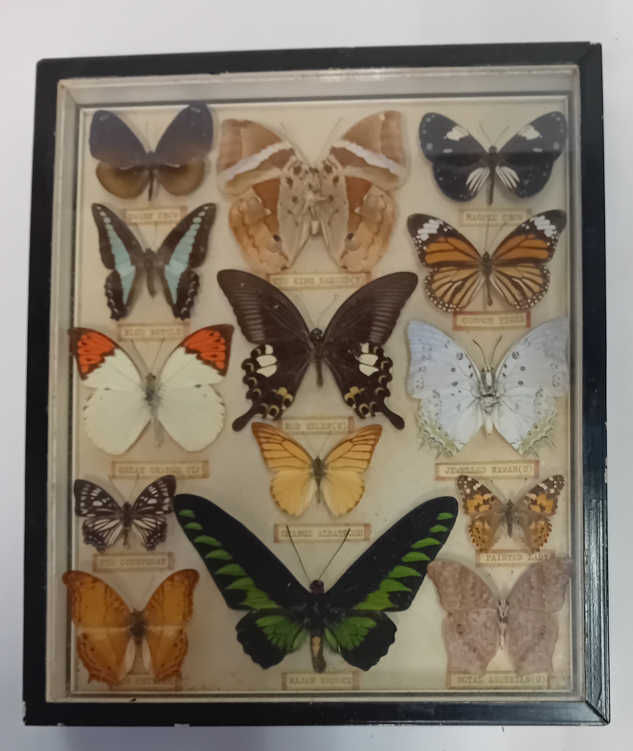 Three Entomology display cases with a collection of colourful butterfly ...