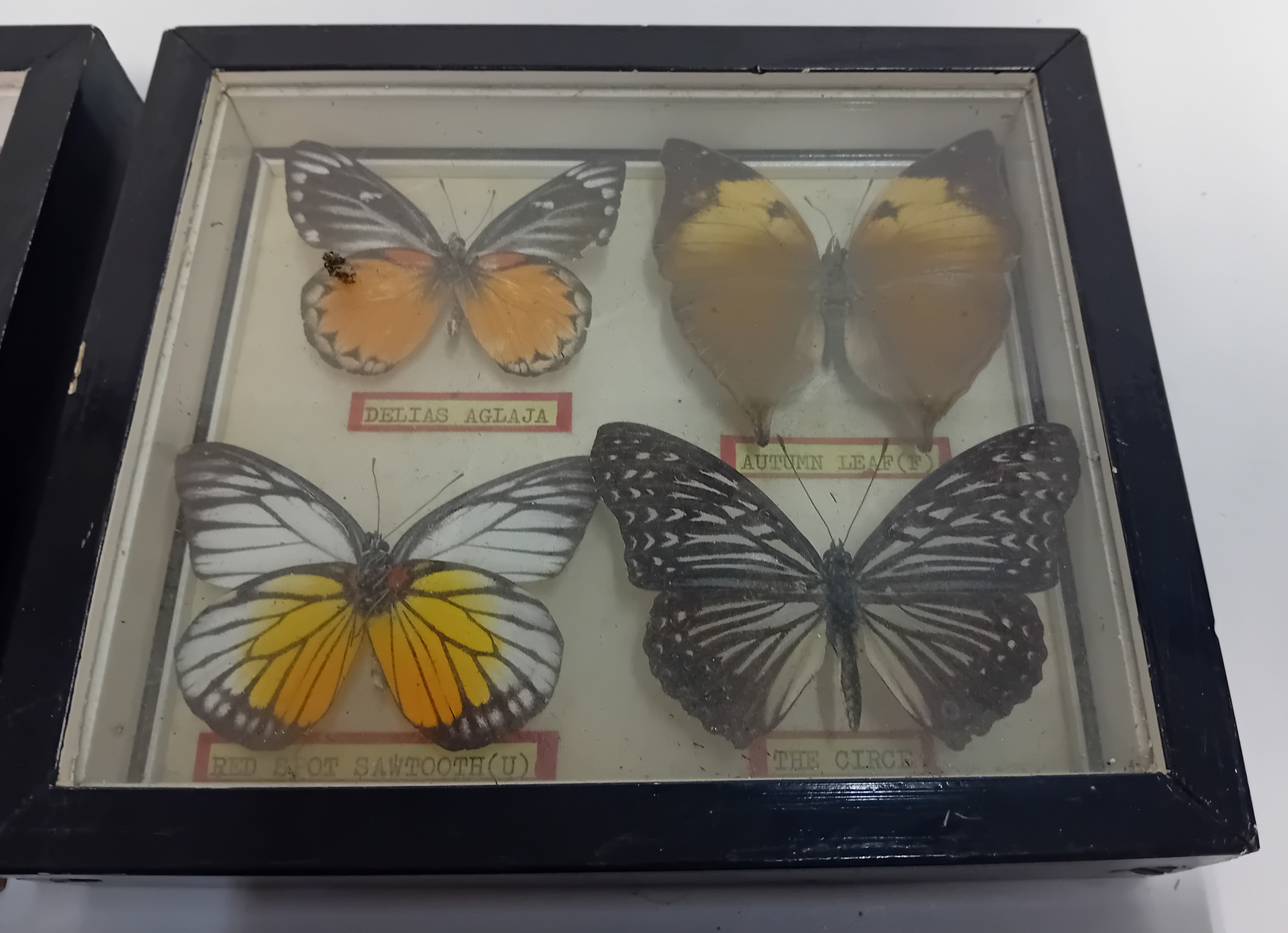 Four Entomology cases displaying single butterfly species