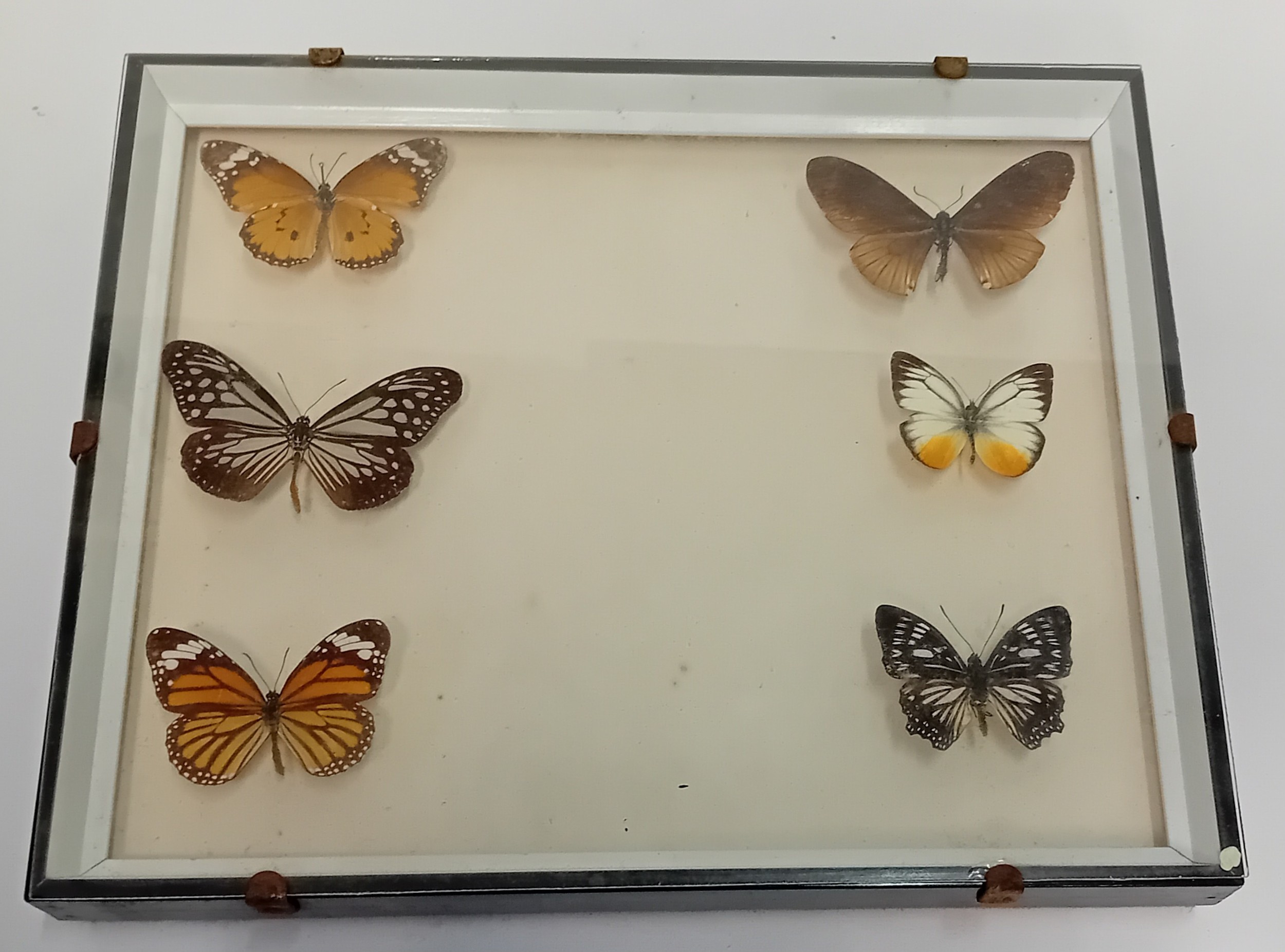Three Entomology display cases with a collection of colourful butterfly ...
