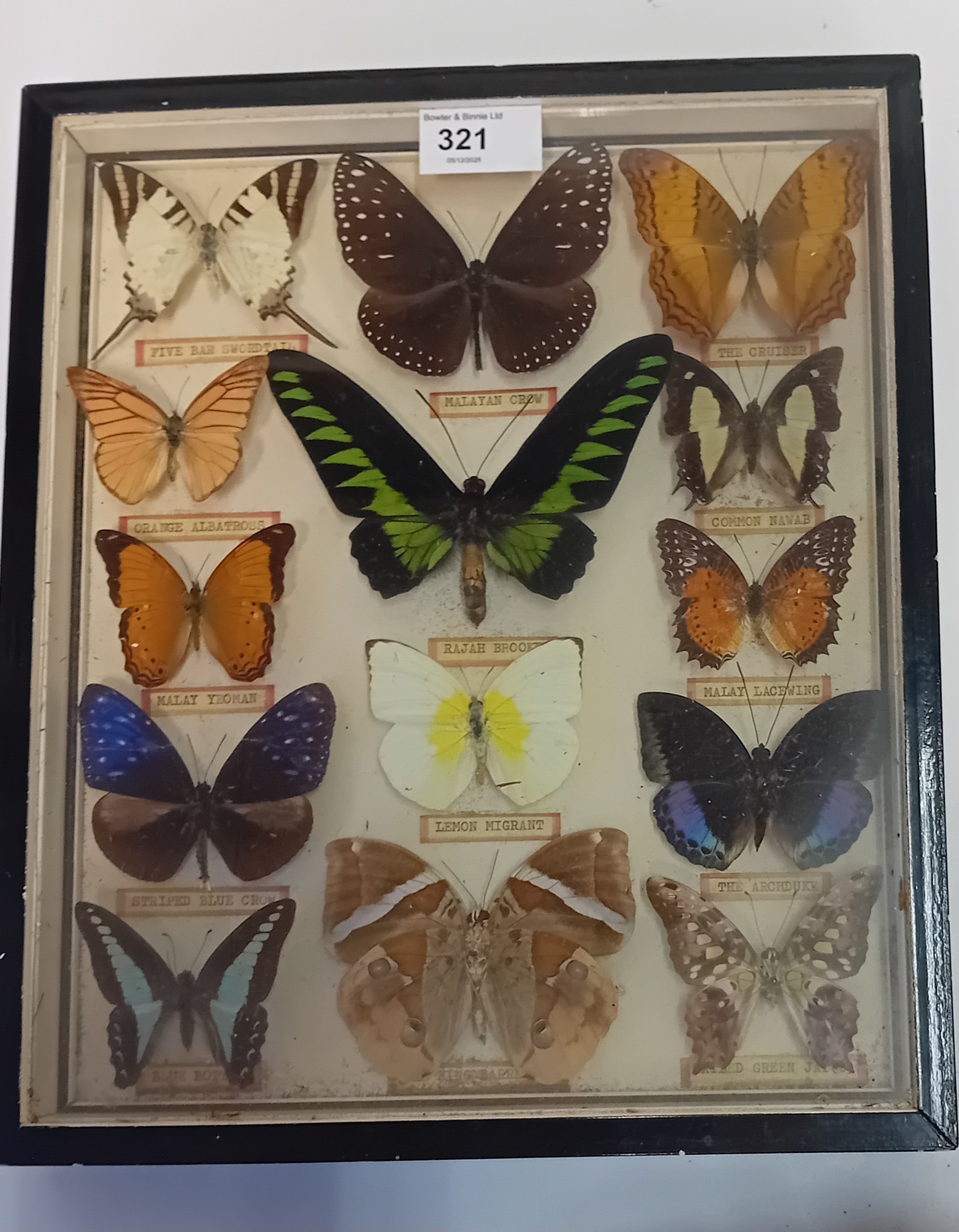Three Entomology display cases with a collection of colourful butterfly ...