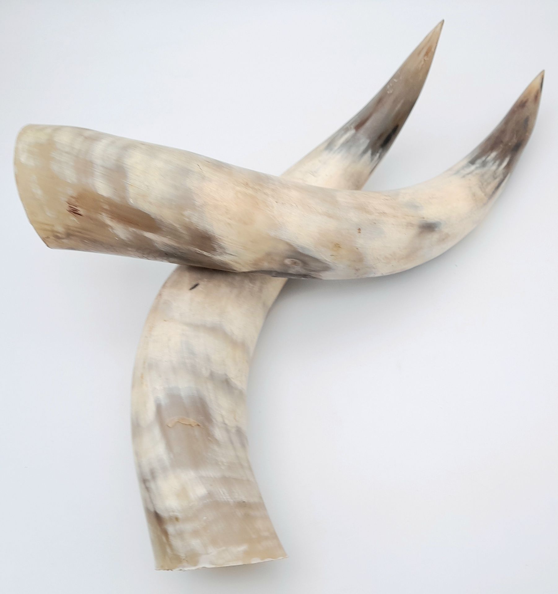 Two Large Antique Animal Horns with Scrimshaw-Esque Artwork. 40cm.