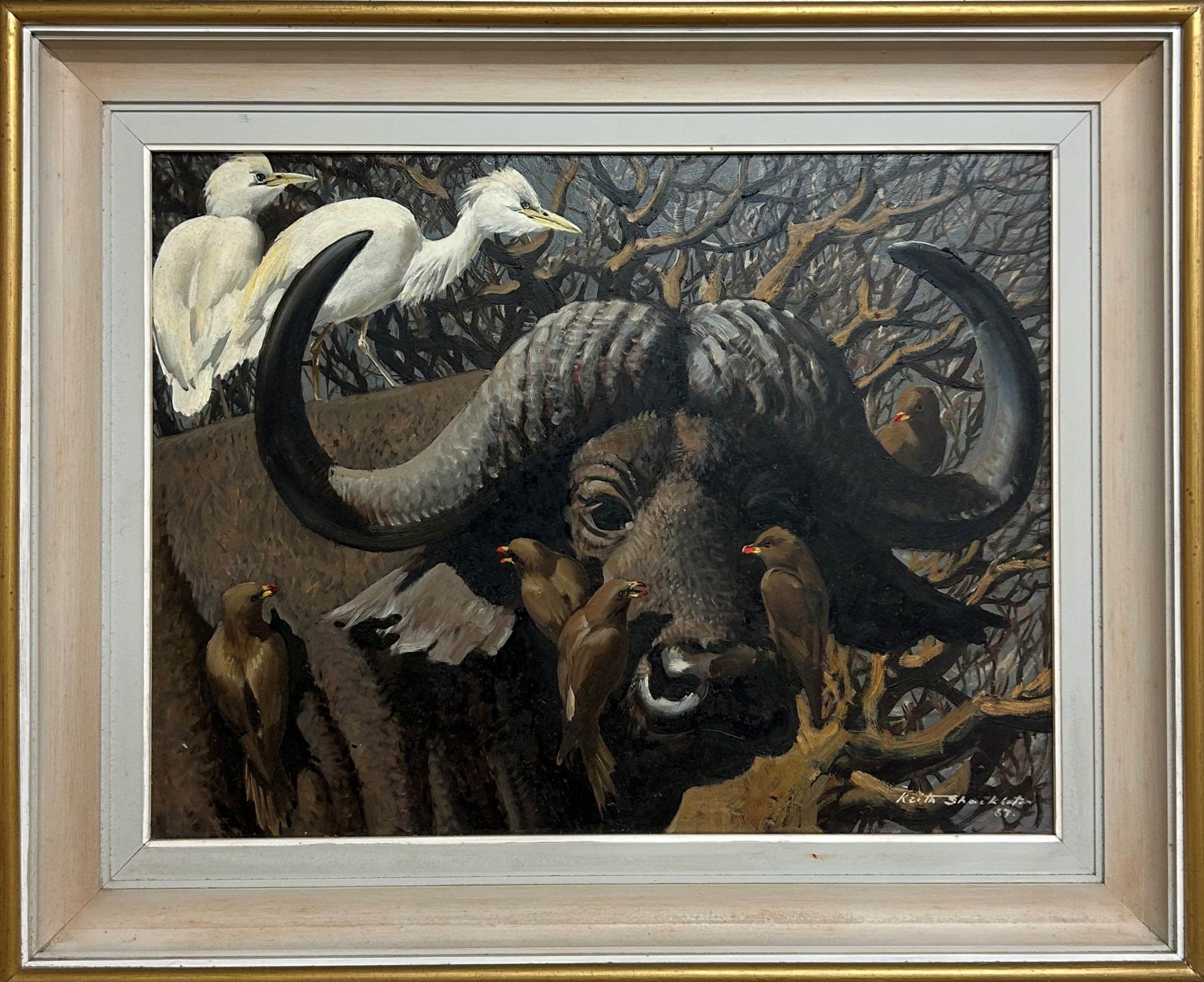 Keith Hope Shackleton (British, 1923-2015) study of a Buffalo ridden by ...