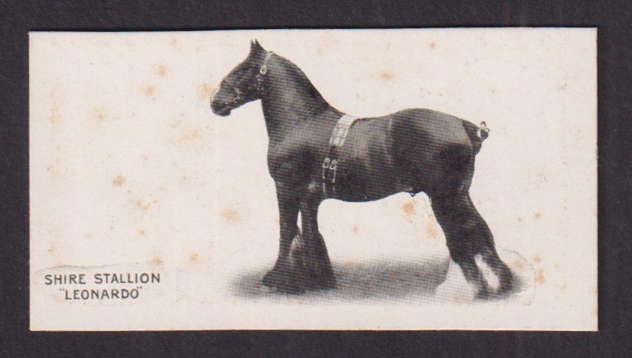 Cigarette card, Taddy, Famous Horses & Cattle, type card, no 44 Shire ...