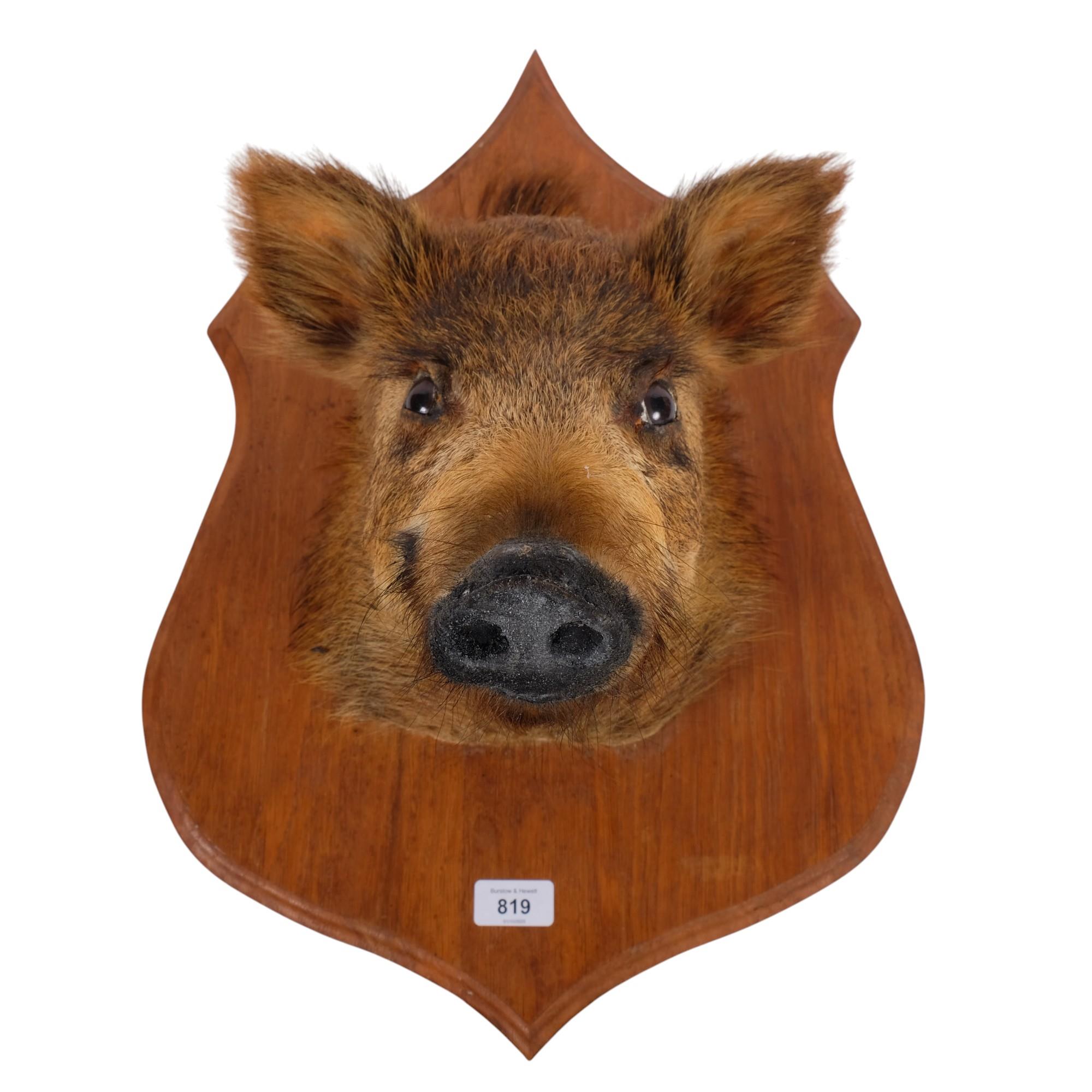TAXIDERMY - a study of a boar's head, on oak shield, from the wall 37cm ...