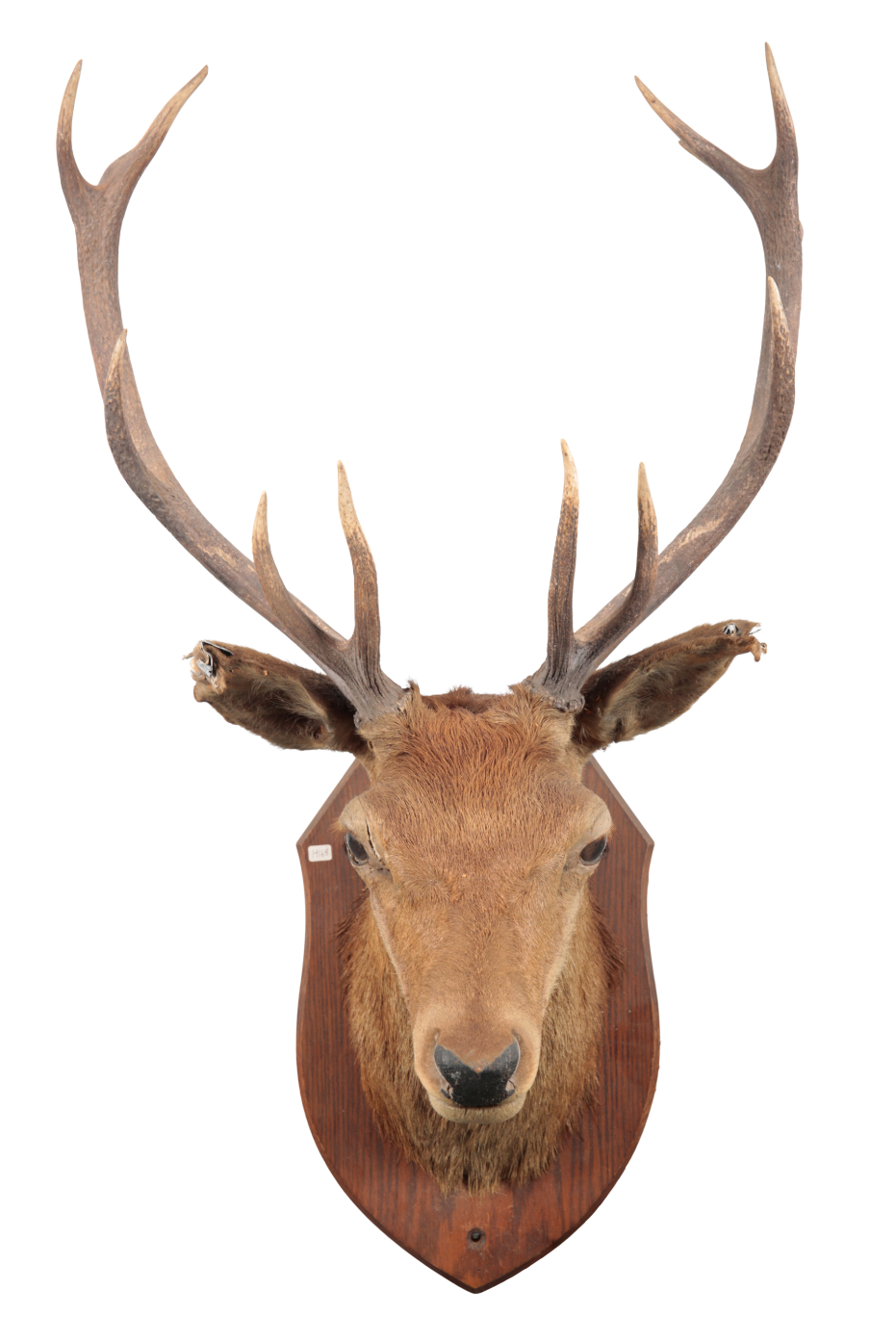 TAXIDERMY: A ROYAL RED STAG NECK MOUNT mounted on an oak shield, 45cm ...