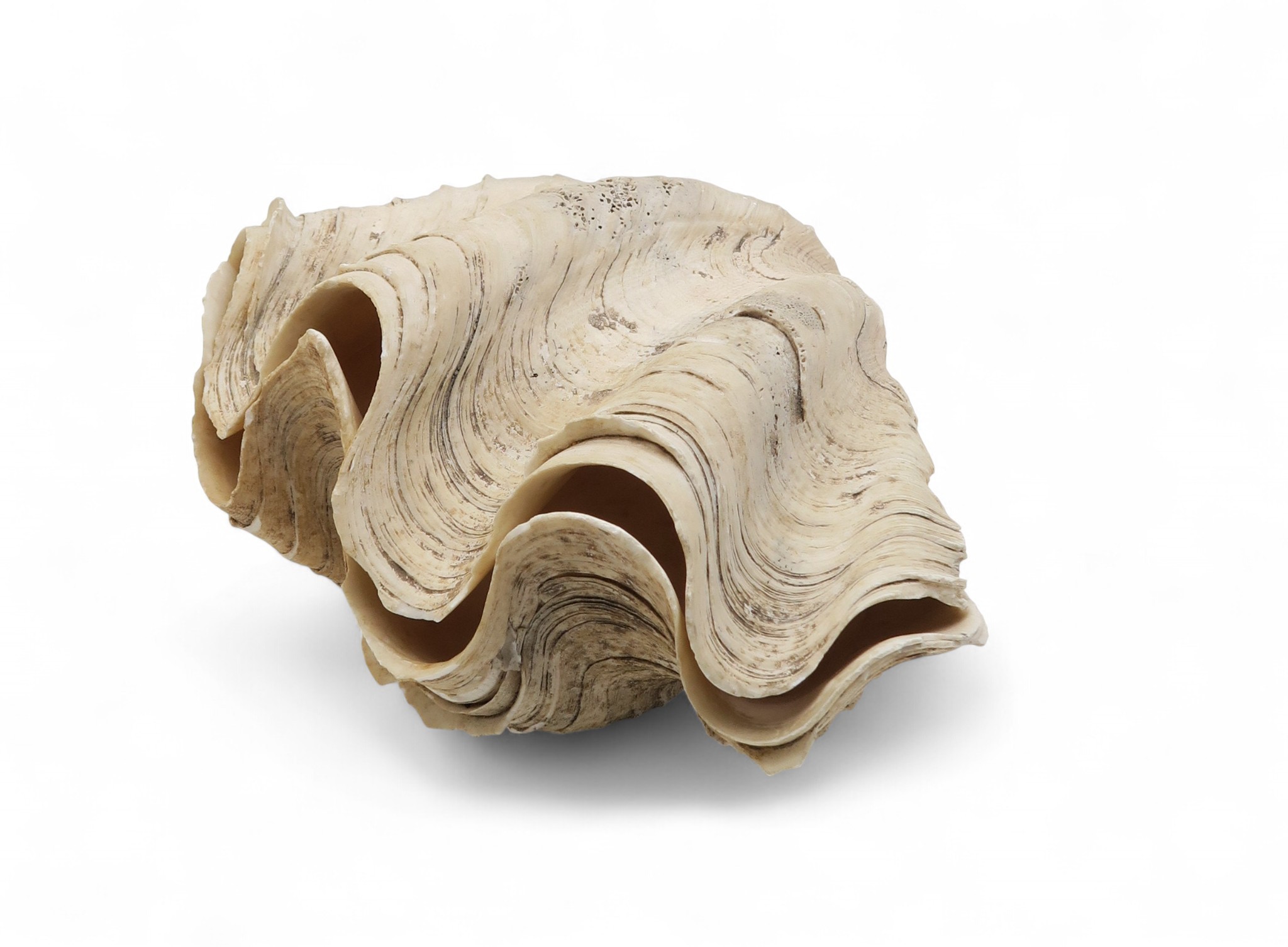 A Small Giant Clam (Tridacna maxima) shell measuring approx. 32cm in ...