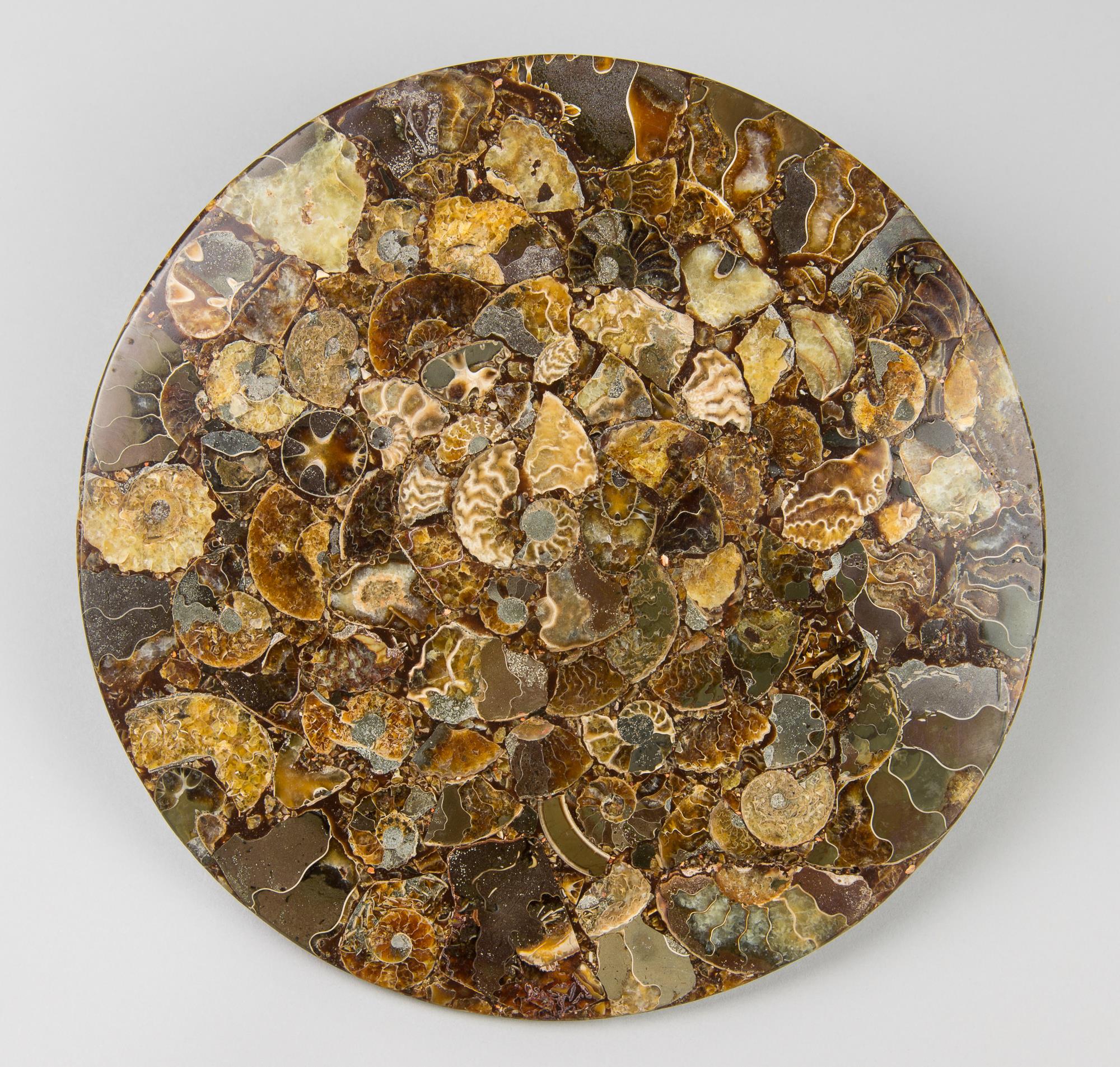 A POLISHED AMMONITE FOSSIL PLATE. (26.5cm)