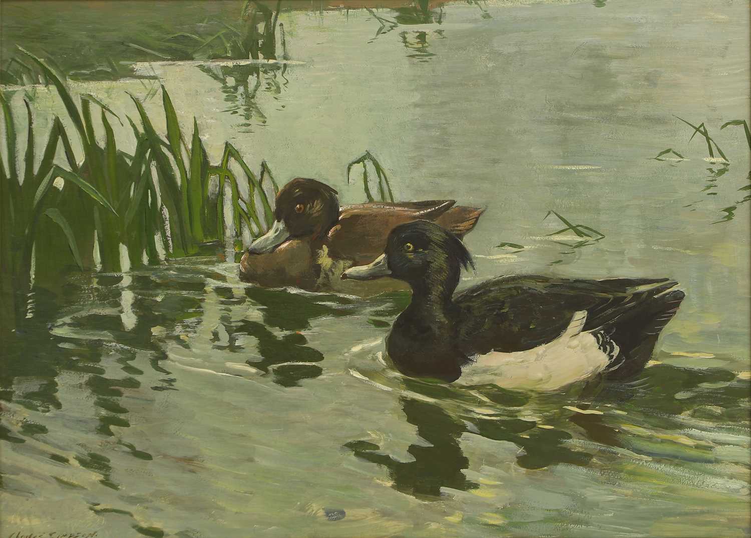Charles Walter Simpson (1885-1971) Two tufted ducks signed 'Charles ...