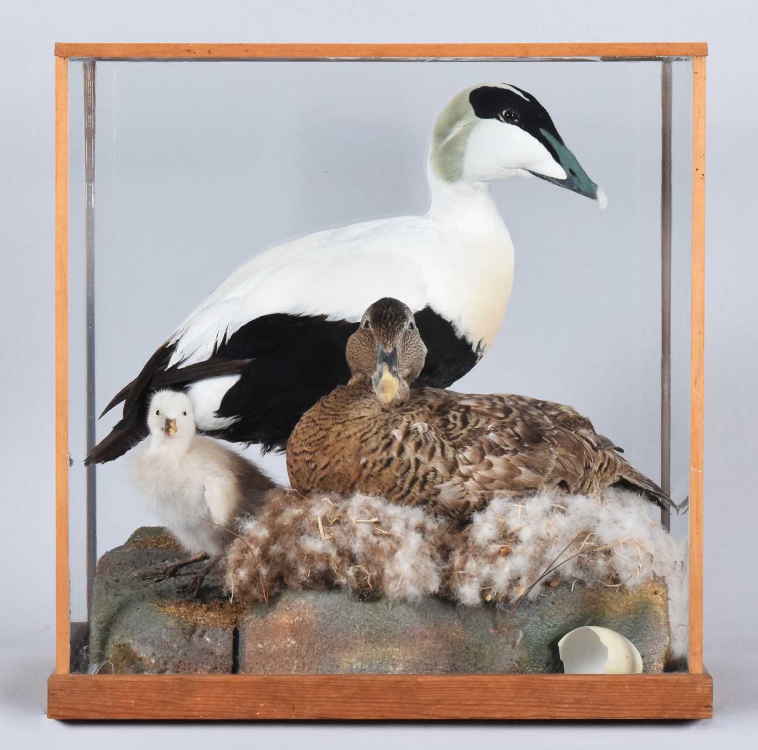 Taxidermy: A Cased Family Group of Common Eider Ducks (Somateria ...