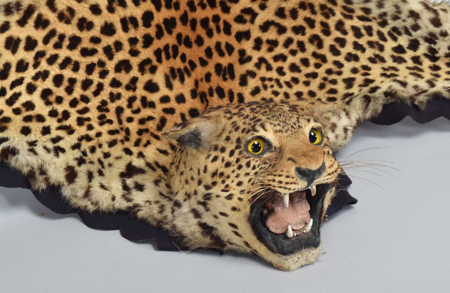 Taxidermy: African Leopard Skin Rug (Panthera pardus), Gorongoza, Portuguese, East Africa, Sept 1